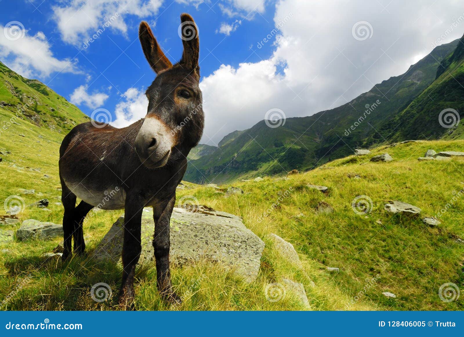 Asno Da Montanha No Campo Verde Imagem de Stock - Imagem de cavalo ...