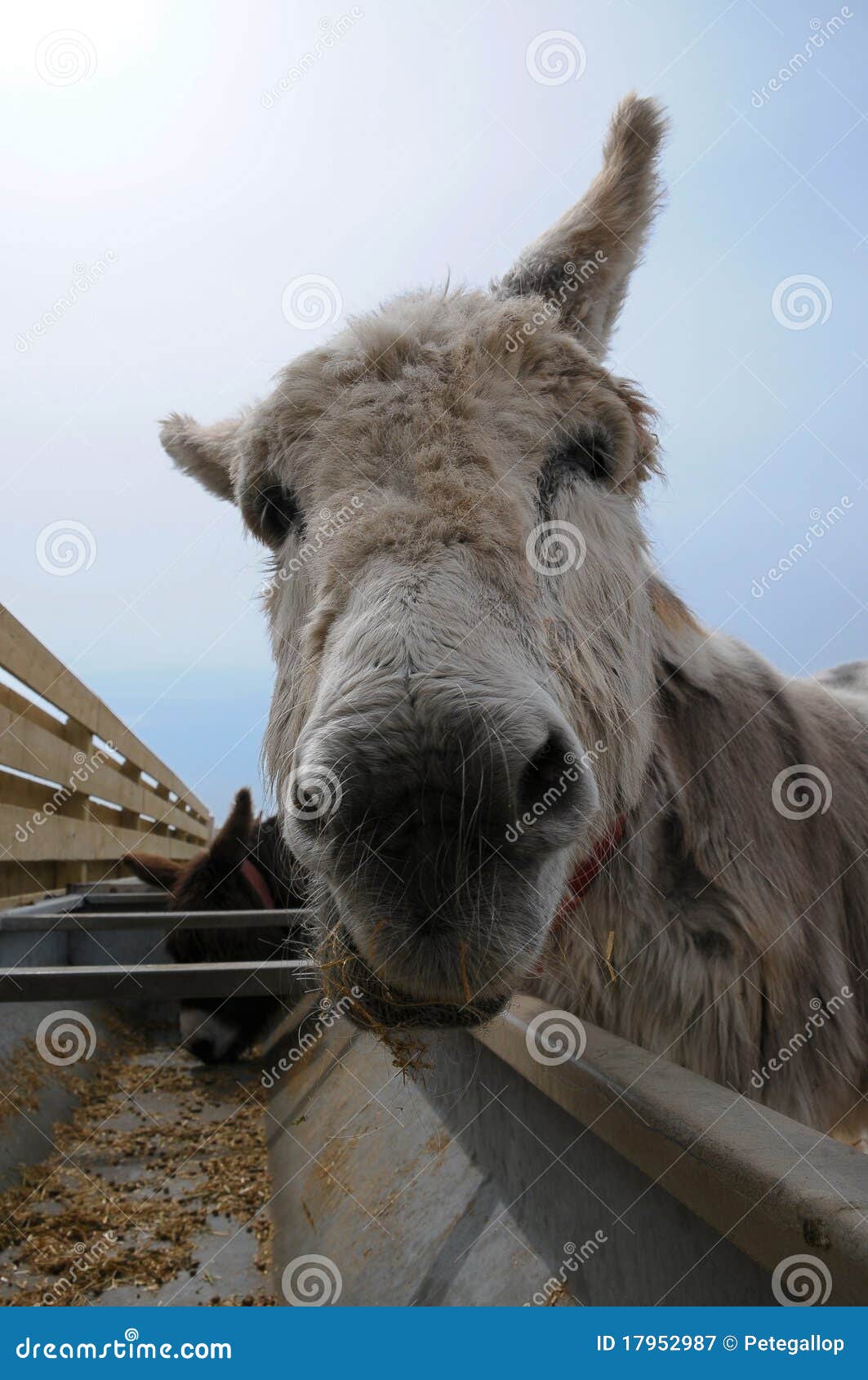 Asno de alimentação imagem de stock. Imagem de fardo - 17952987