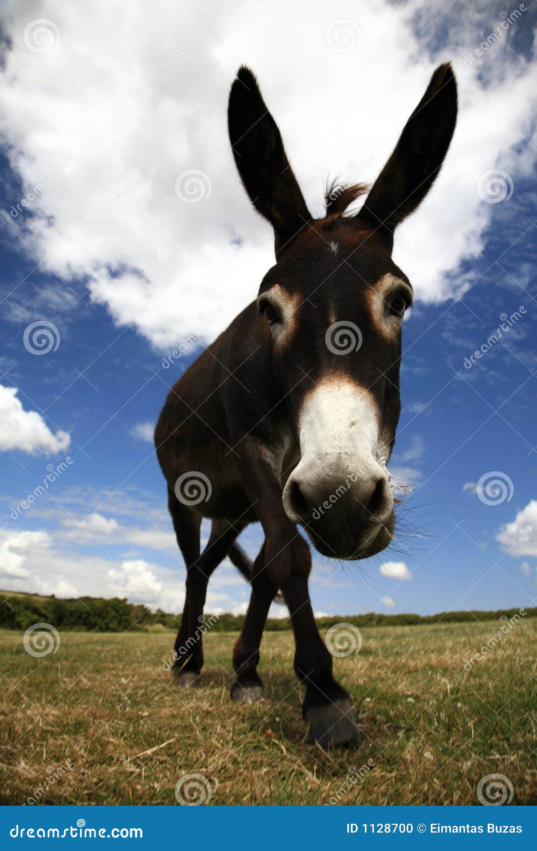 Asno Do Animal De Estimação Foto de Stock - Imagem de narinas, pastar ...