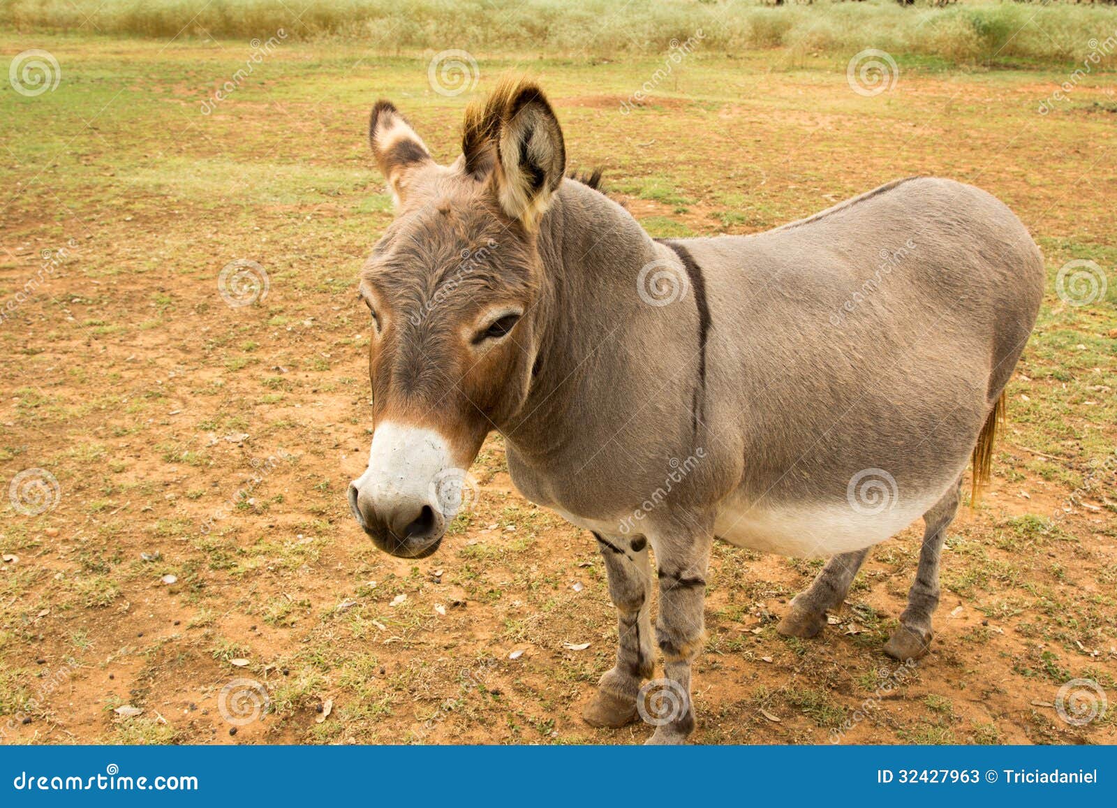 Burro Gordo Grande Fotos - Fotos de Stock Gratuitas e Fotos Royalty ...