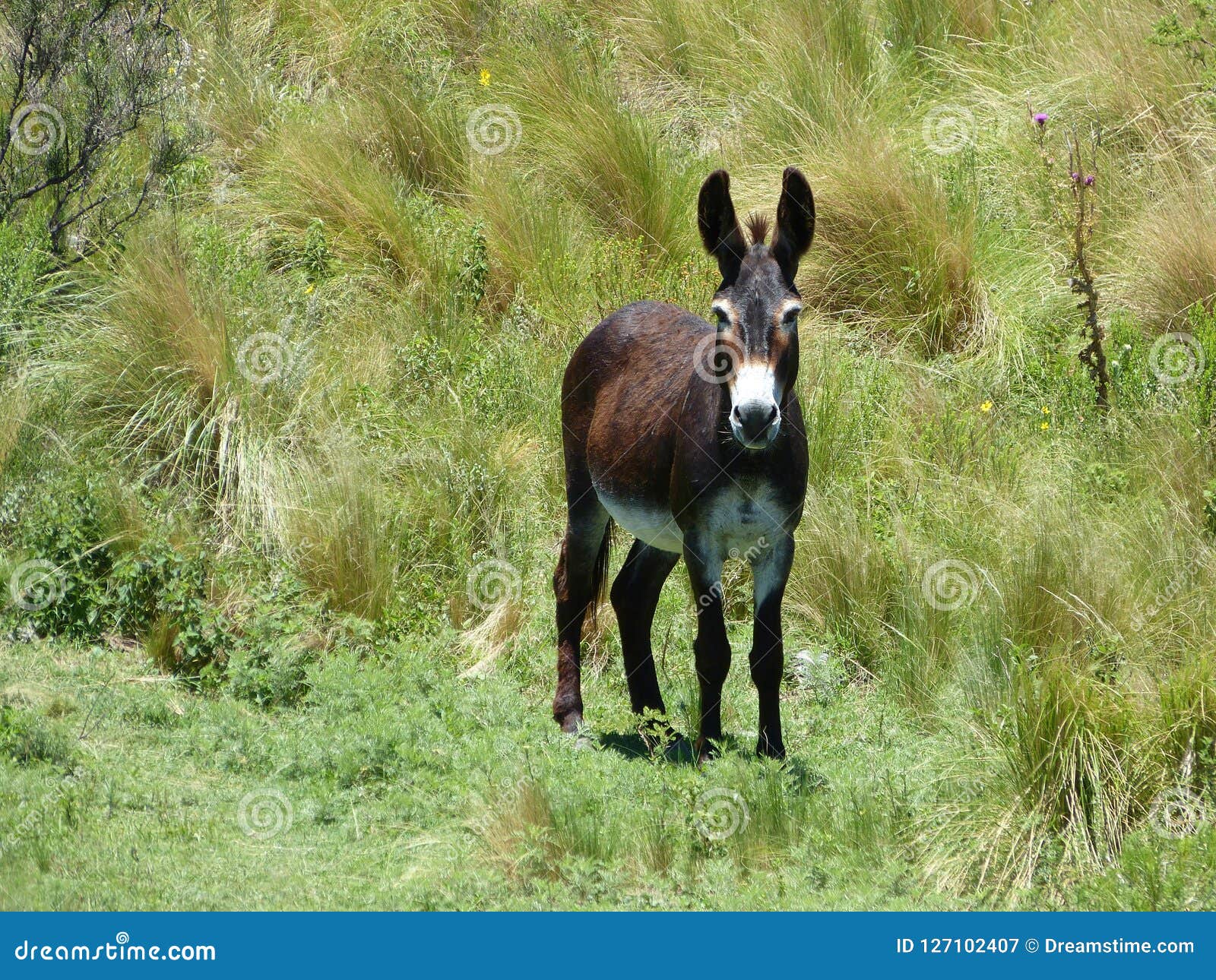 Asno/na natureza selvagem imagem de stock. Imagem de mula - 127102407