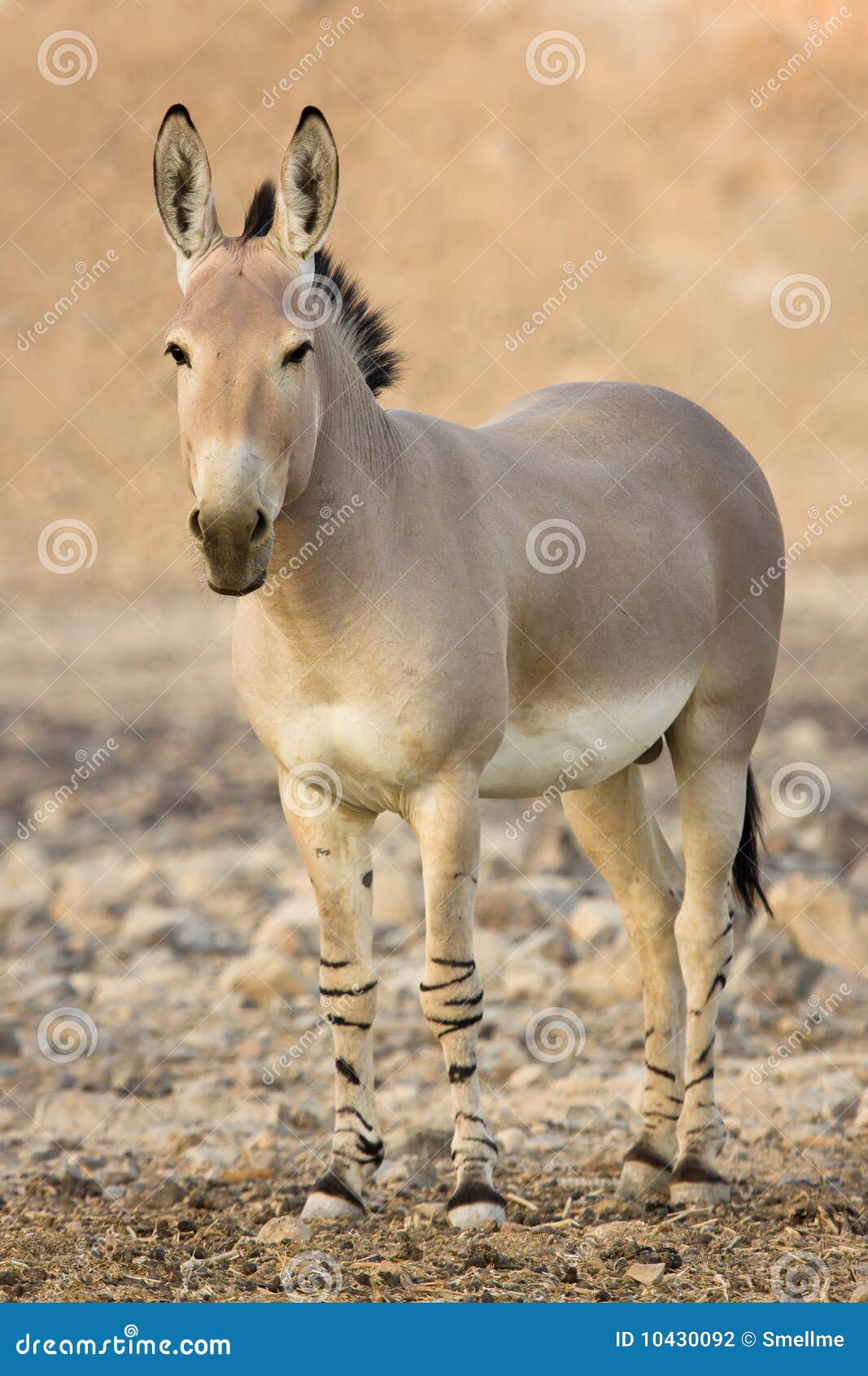 Asno salvaje africano