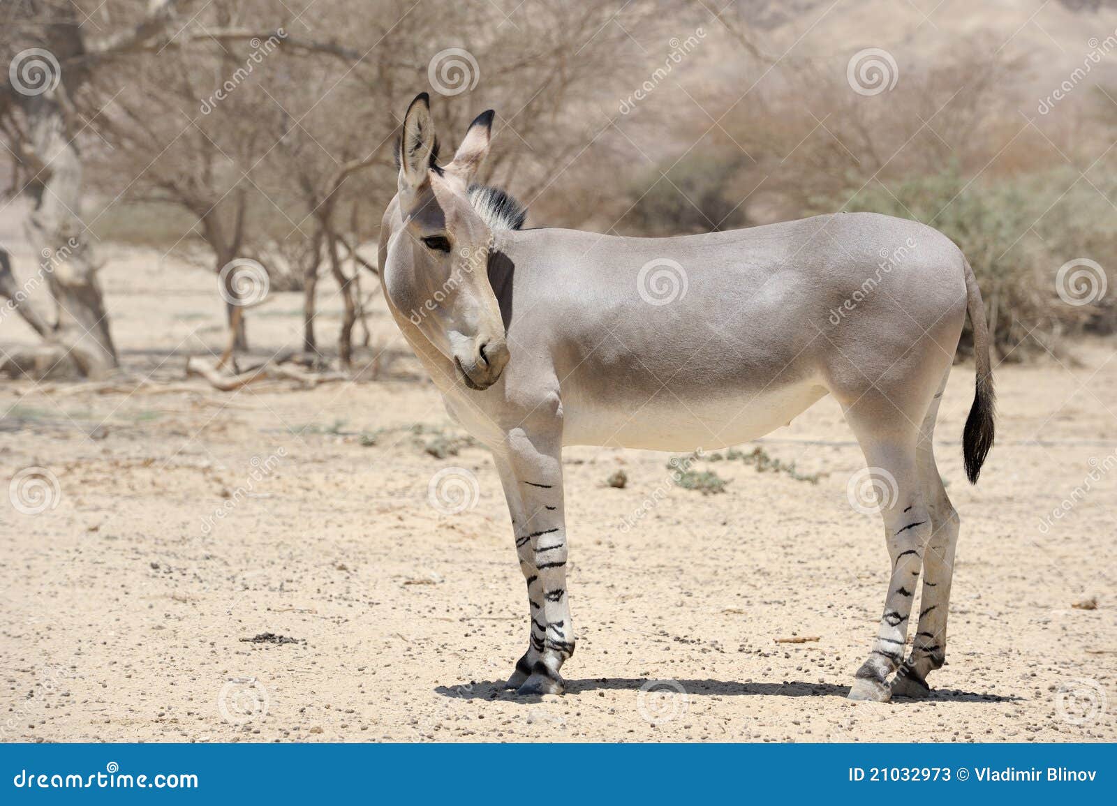 Asno salvaje africano imagen de archivo. Imagen de desierto - 21032973