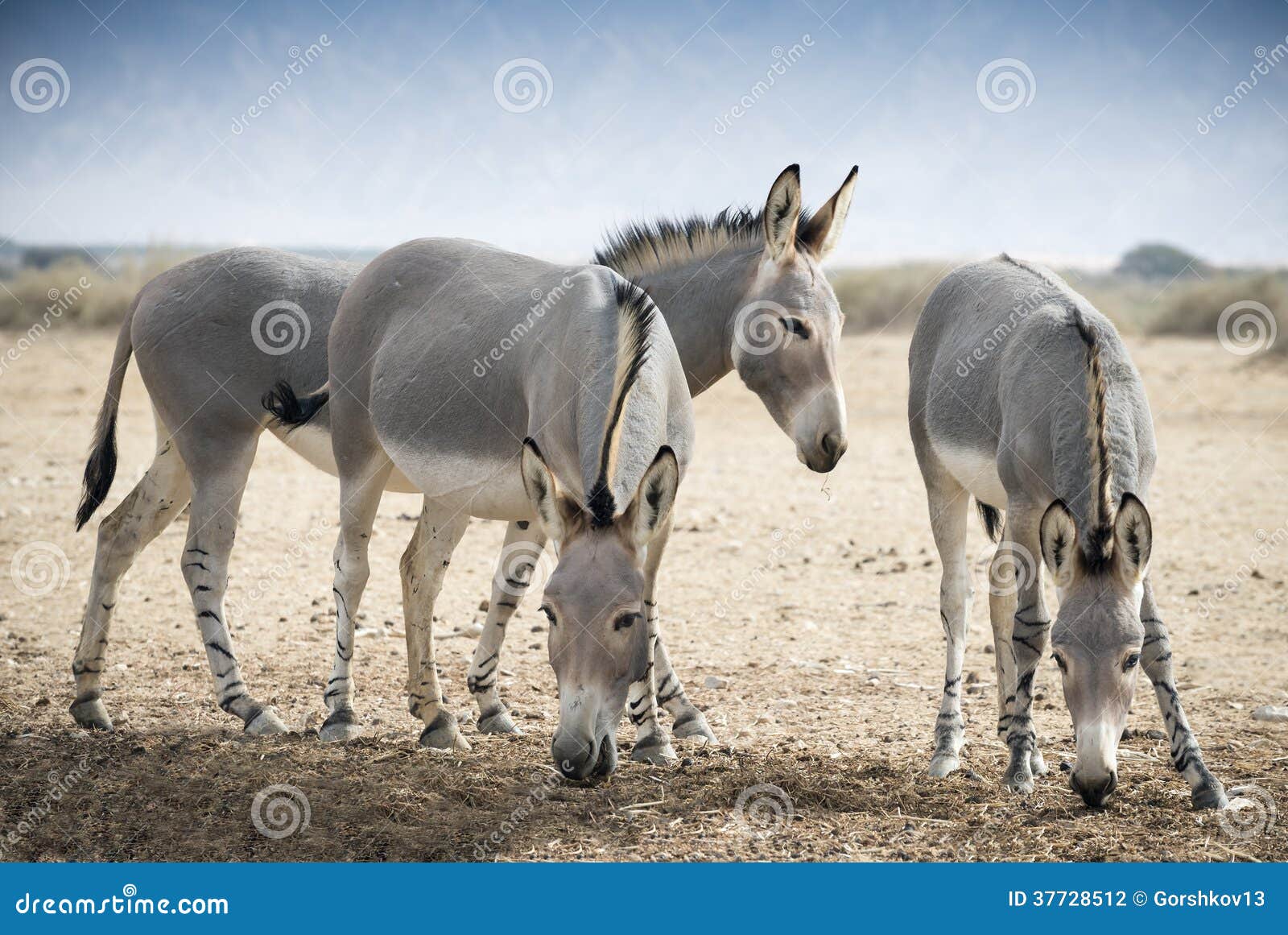 Asno Salvaje Somalí (africanus Del Equus) Foto de archivo - Imagen de ...