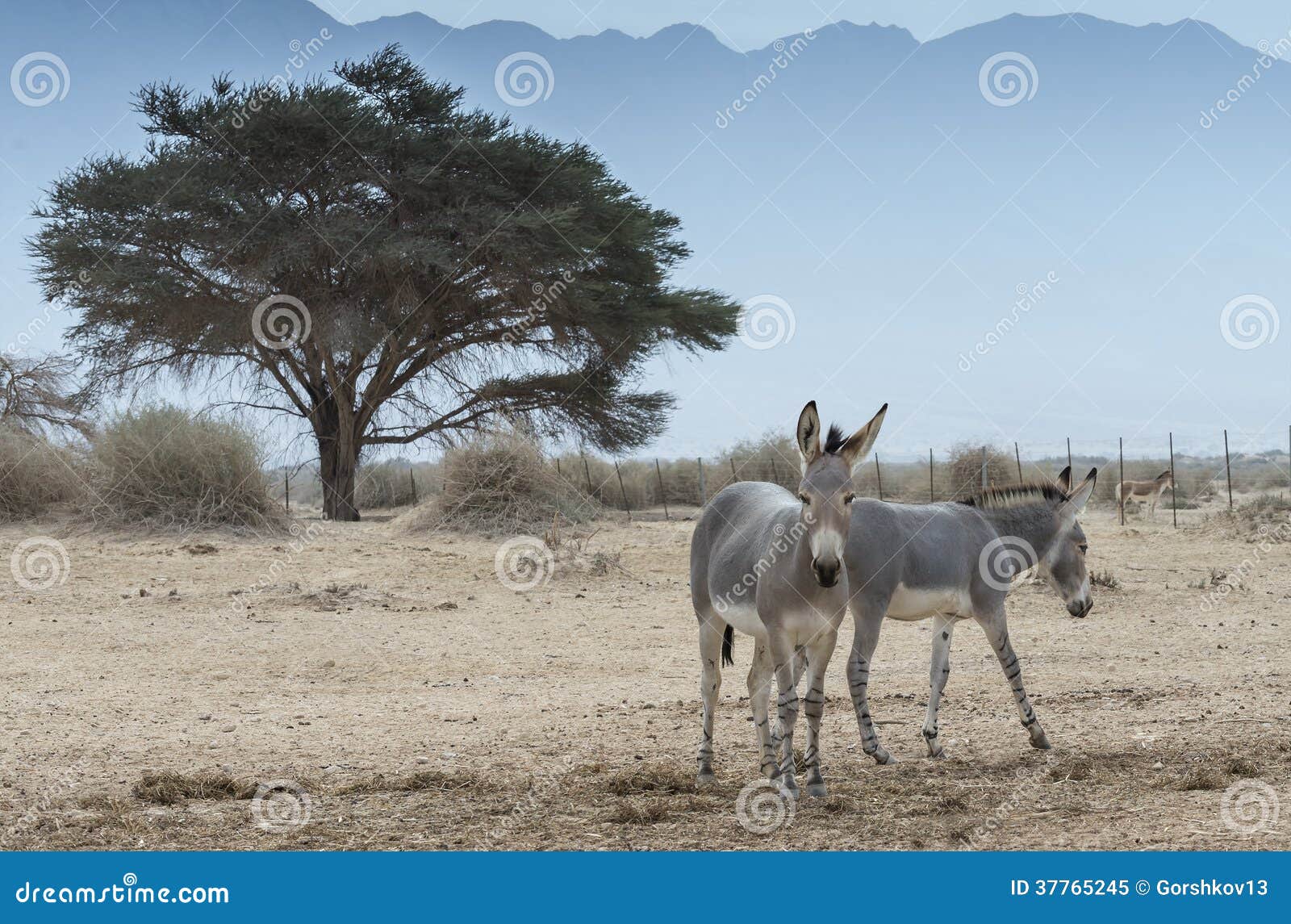 Asno Salvaje Somalí (africanus Del Equus) Imagen de archivo - Imagen de ...