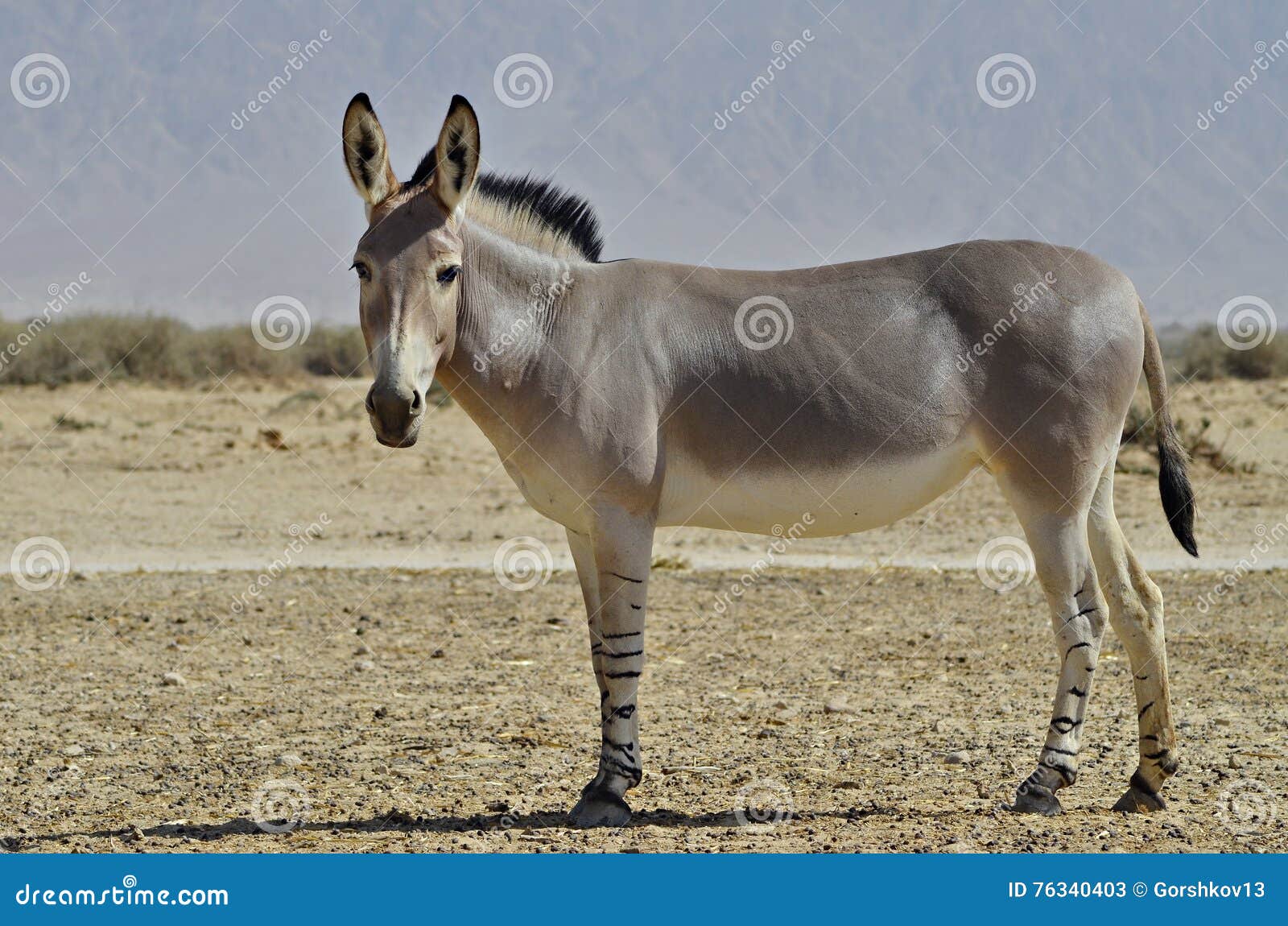 Asno Selvagem Somaliano (africanus Do Equus) Imagem de Stock - Imagem ...
