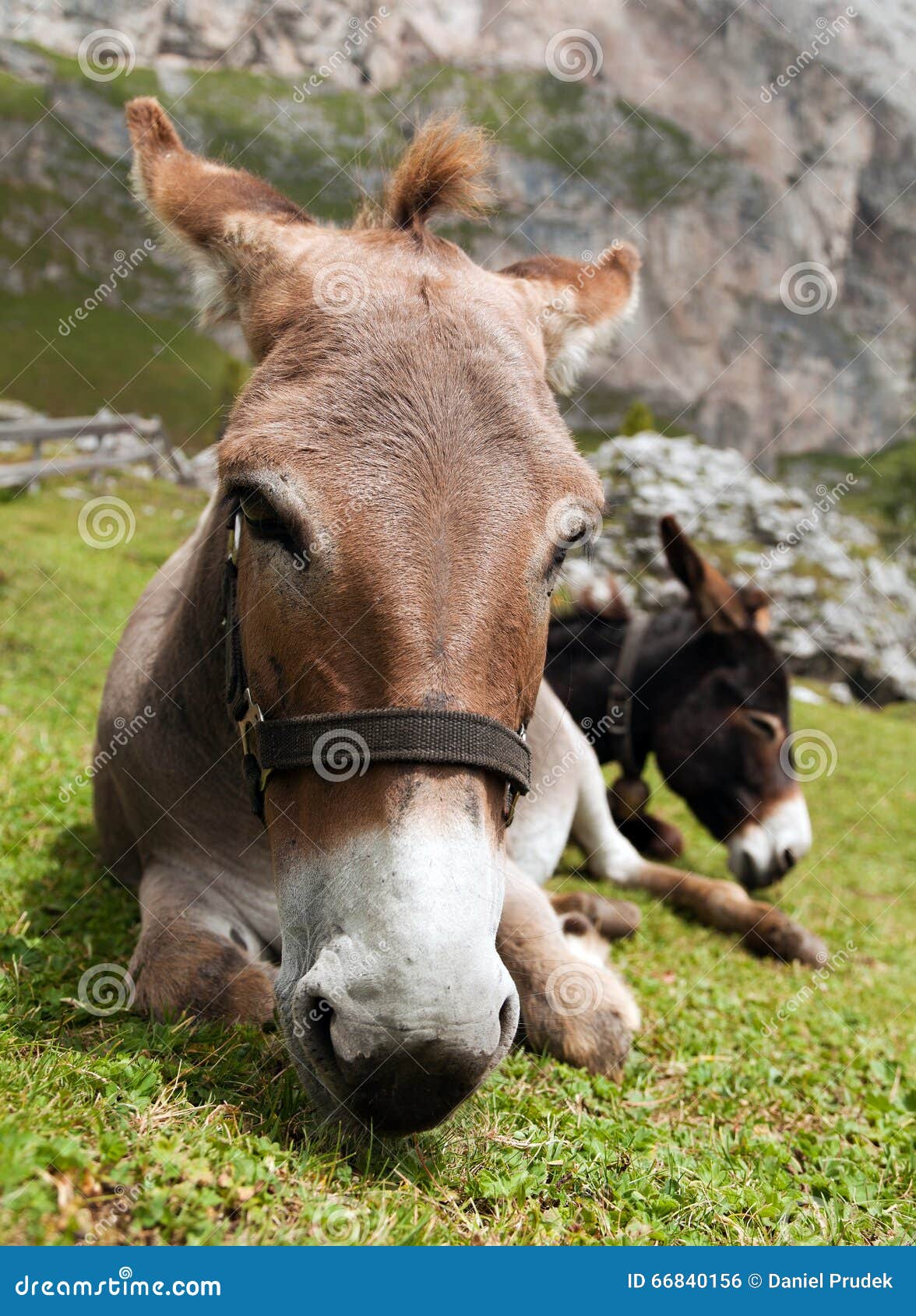 Asnos - Asinus Do Africanus Do Equus Foto de Stock - Imagem de chapéu ...
