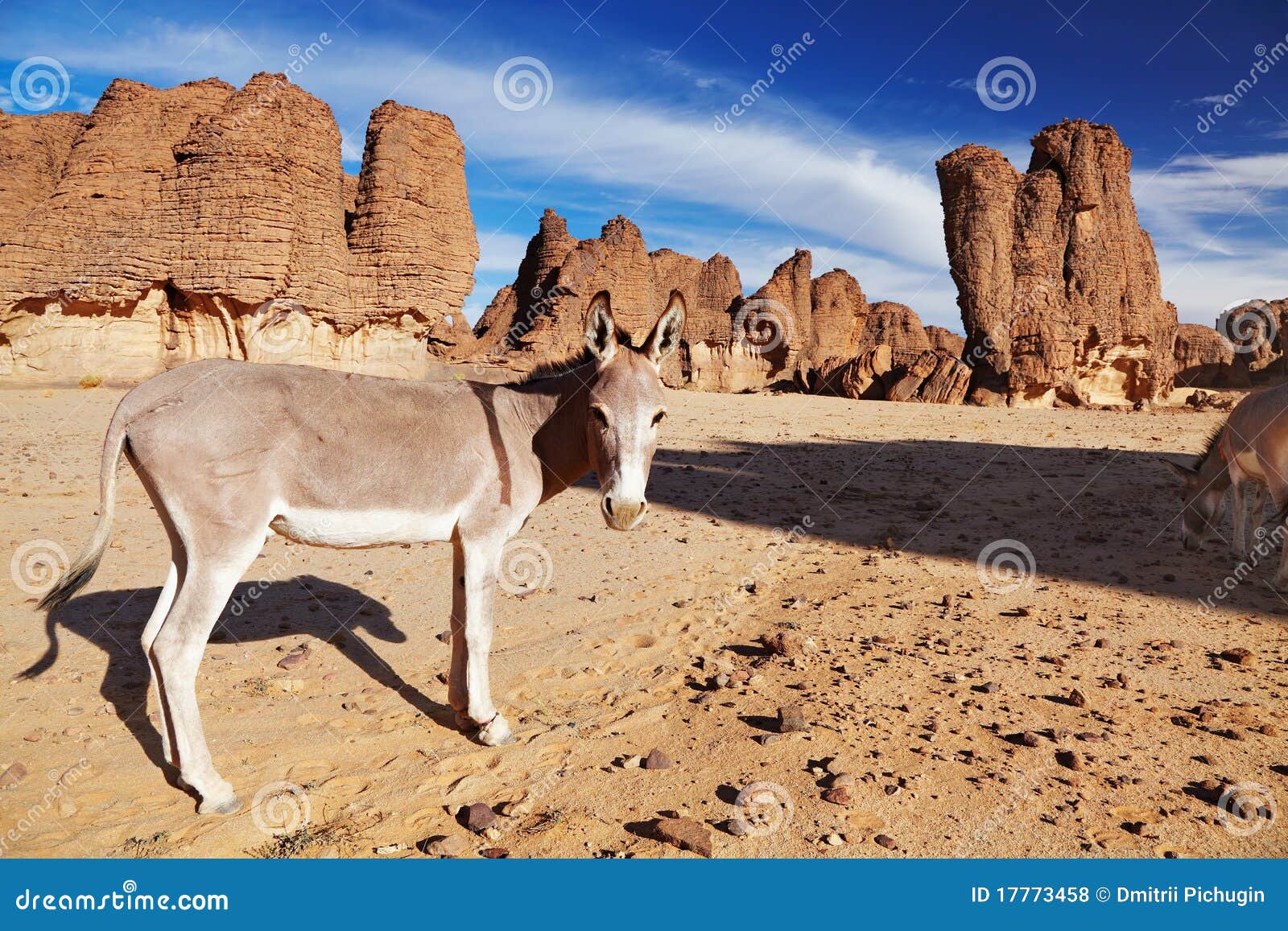 Asnos no deserto de Sahara foto de stock. Imagem de azul - 17773458