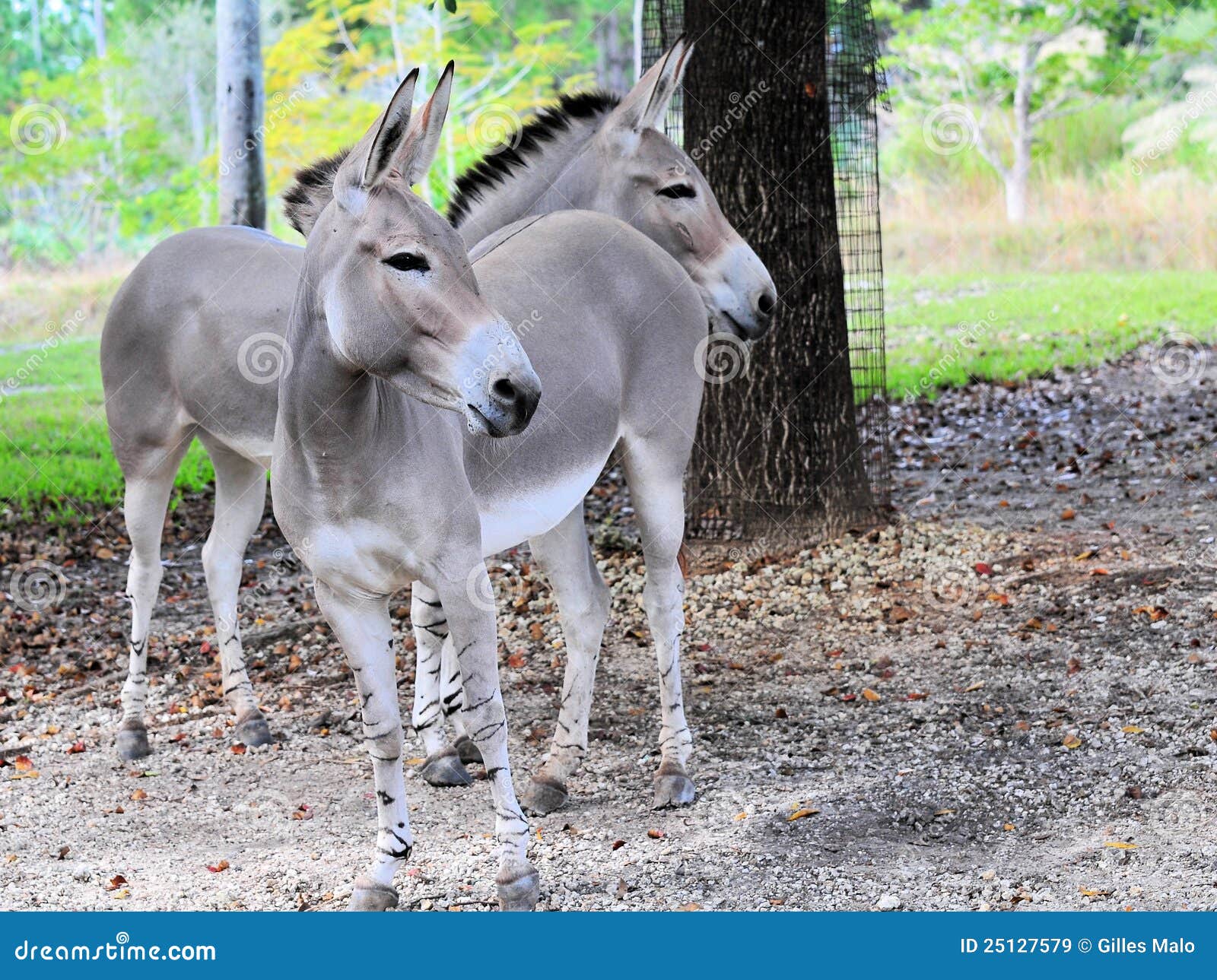 Asnos salvajes somalíes imagen de archivo. Imagen de salvaje - 25127579