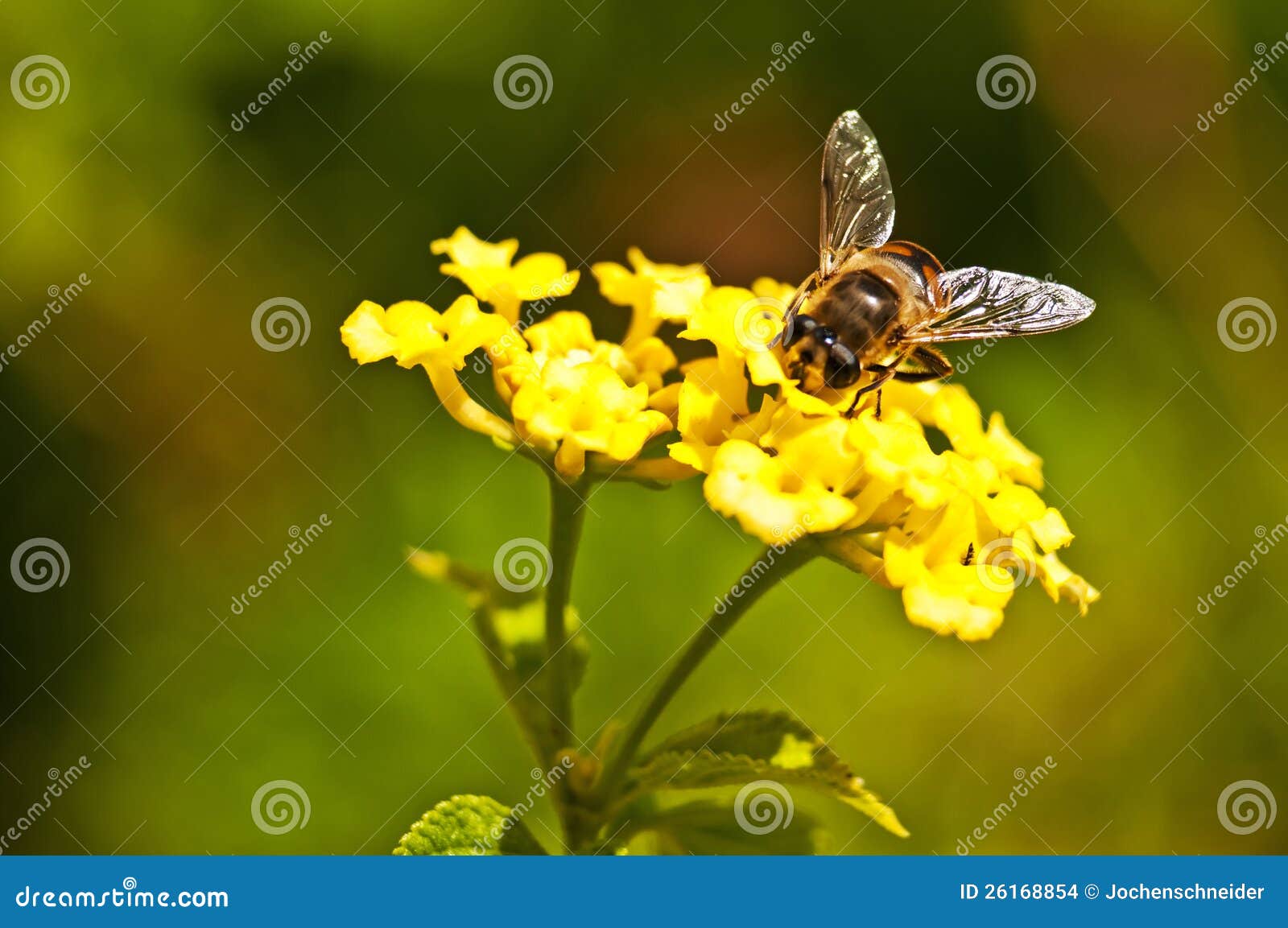 Asomar-vuele en lantana foto de archivo. Imagen de cubo - 26168854