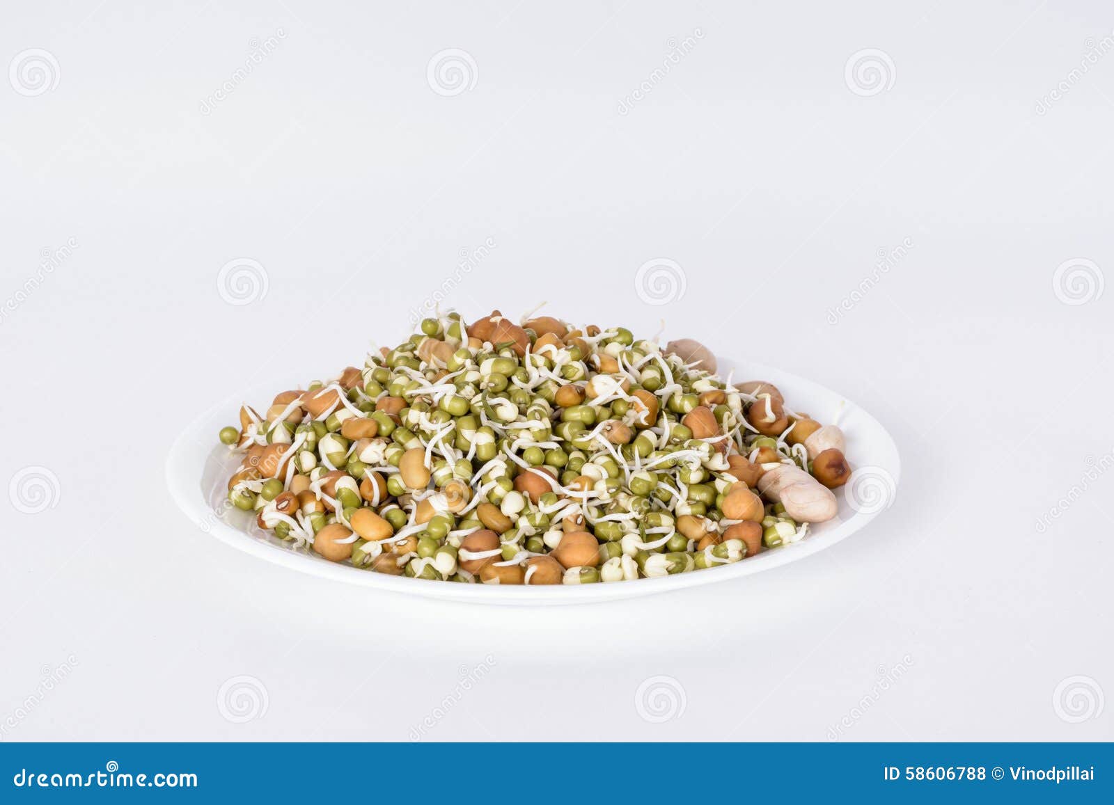 Asorted sprouts stock photo. Image of growth, life, agriculture - 58606788
