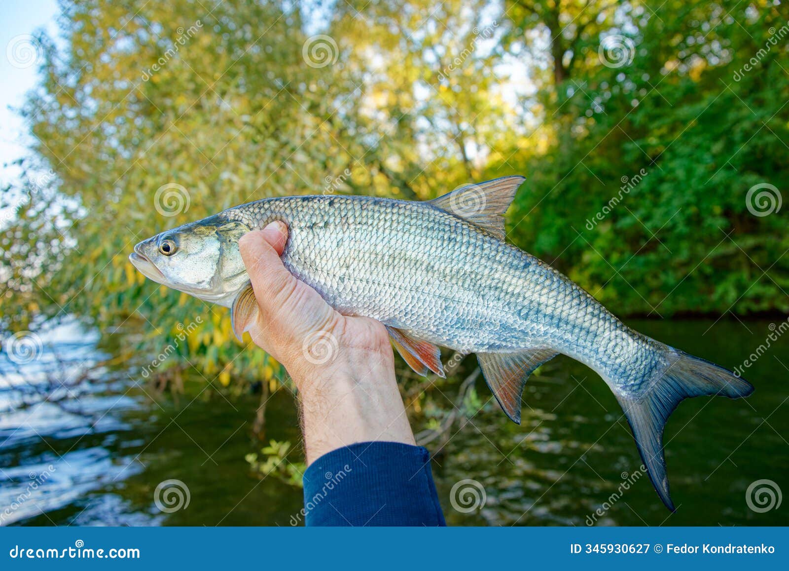 Asp (Aspius Aspius) in Fisherman S Hand Stock Image - Image of scales ...