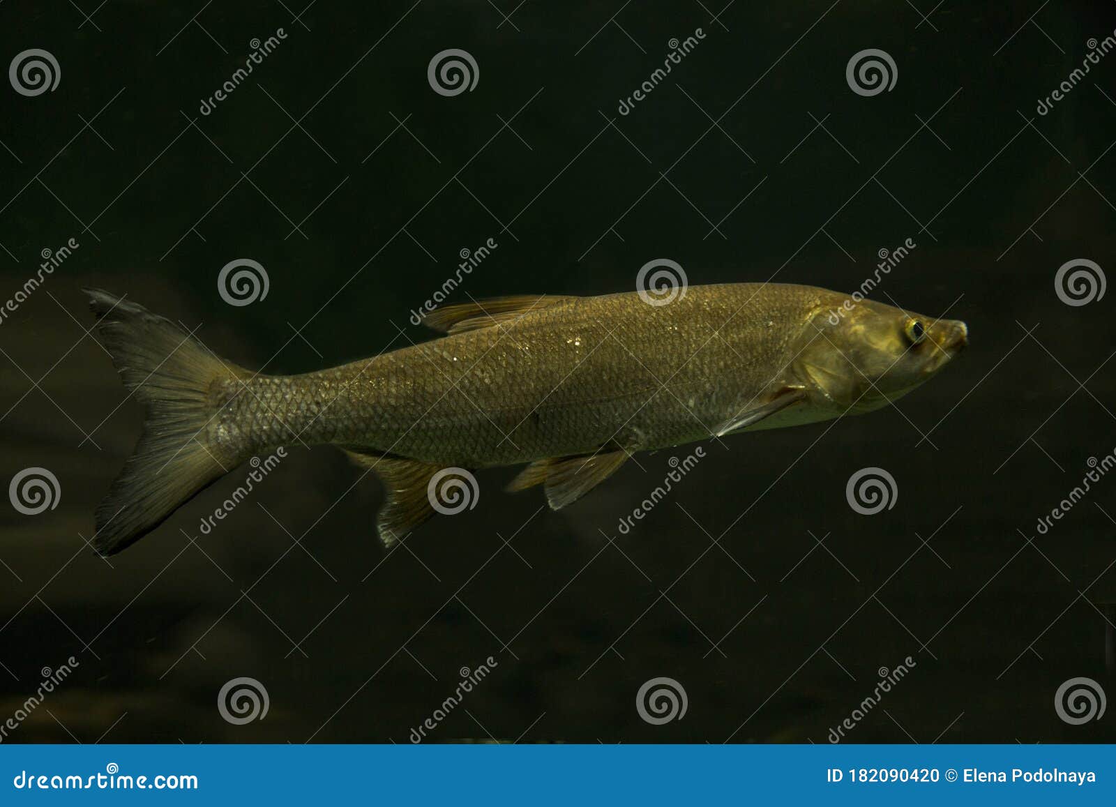 The Asp Fish Aspius Aspius. Stock Photo - Image of aquatic, closeup ...
