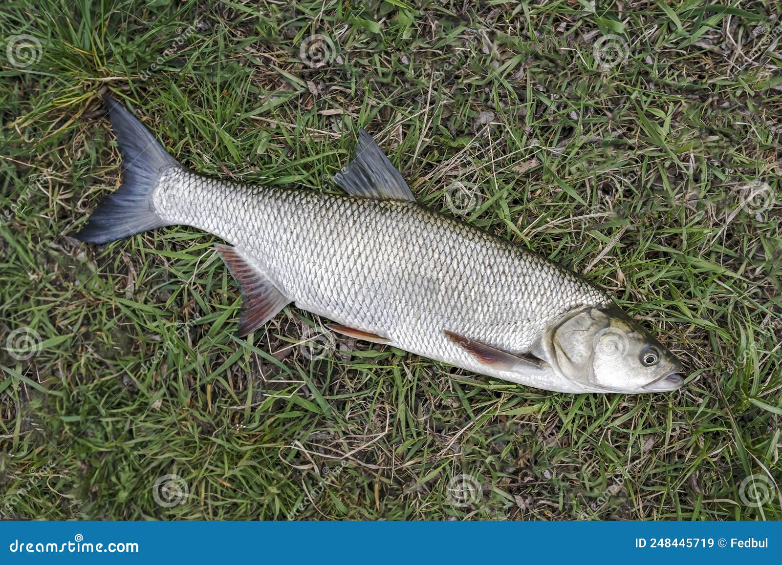 Asp Fishing. Fresh Aspius Fish on Grass Stock Image - Image of stream ...