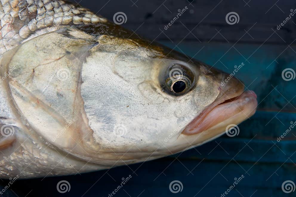 Asp head close-up stock photo. Image of spinning, fishing - 46865360