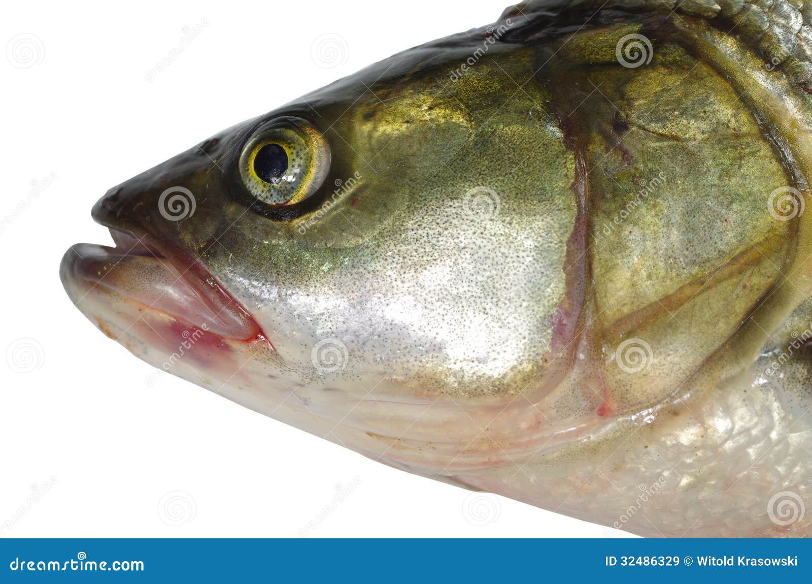 Asp head stock image. Image of animal, fauna, fish, leuciscus - 32486329