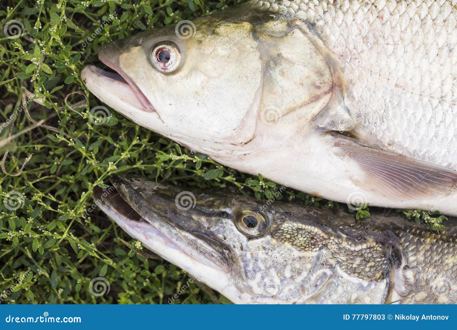 Freshwater Predatory Fish