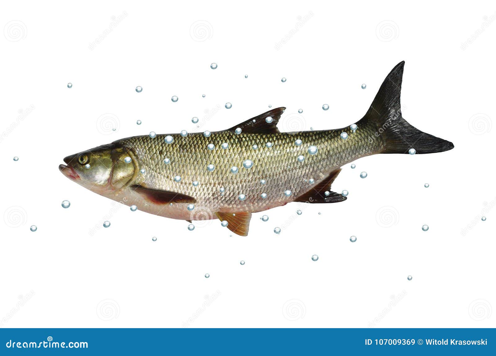 Asp Predatory Freshwater Fish on White Background Stock Image - Image ...