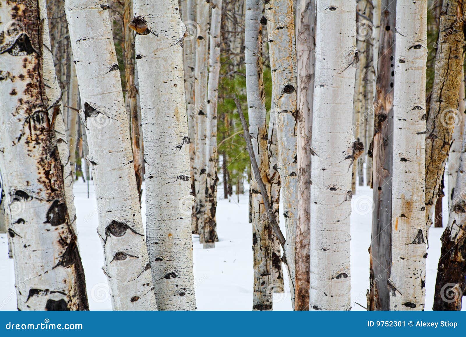Asp- trees fotografering för bildbyråer. Bild av miljö - 9752301