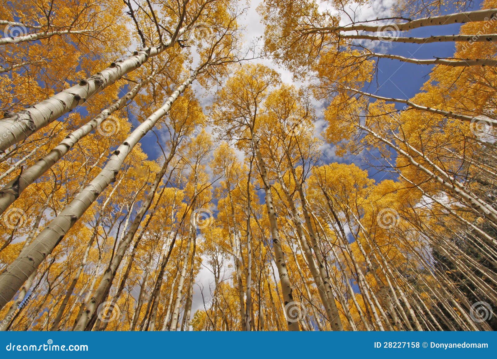 Asp- Trees, Steniga Berg, Colorado Arkivfoto - Bild av skälva, himmel ...