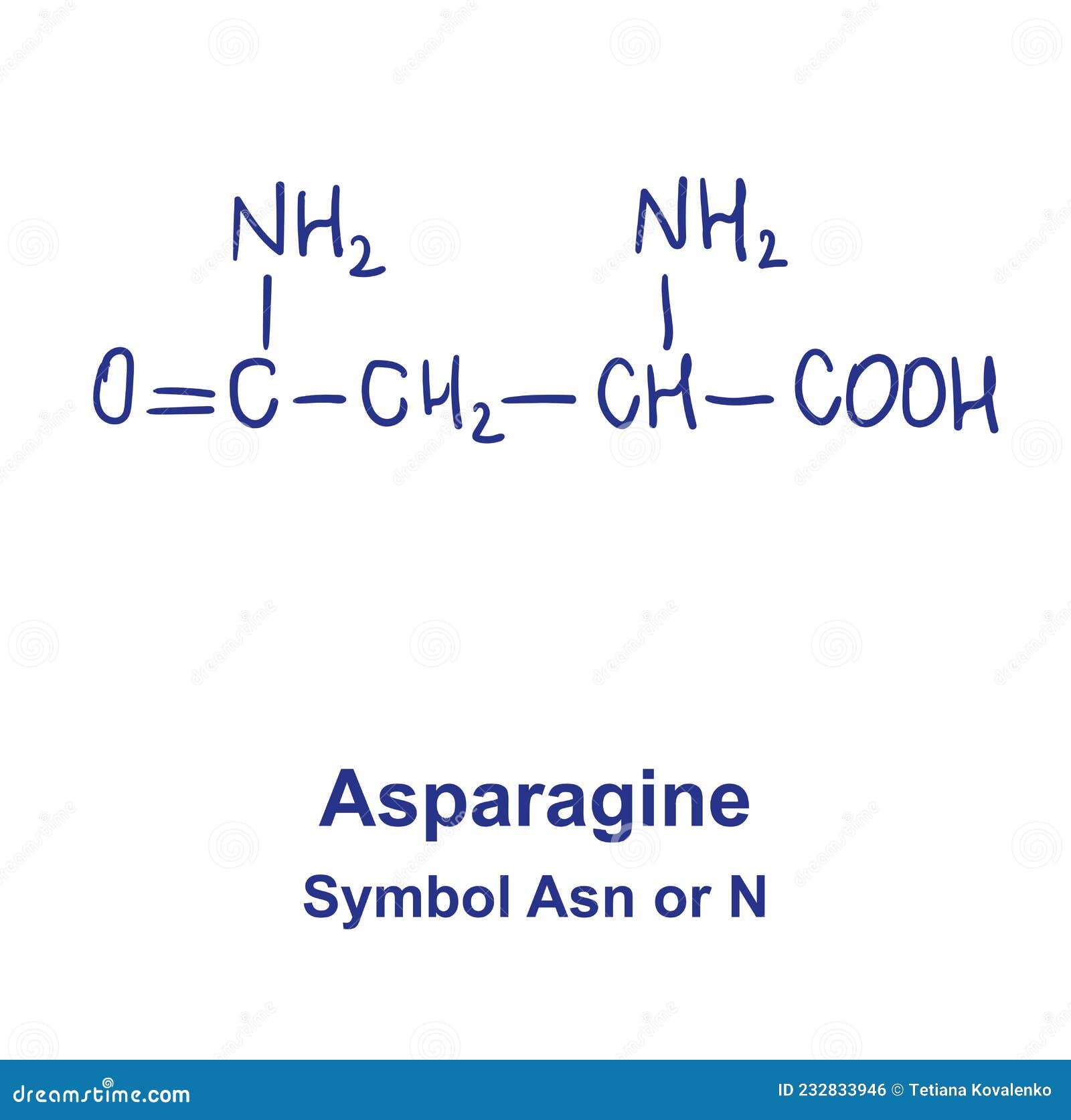 Asparagine Chemical Structure. Vector Illustration Hand Drawn Stock ...