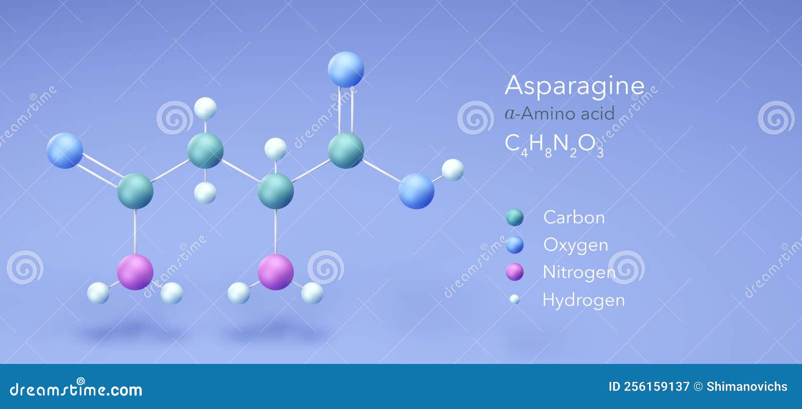 Asparagine, Molecular Structures, Amino Acid, 3d Model, Structural ...