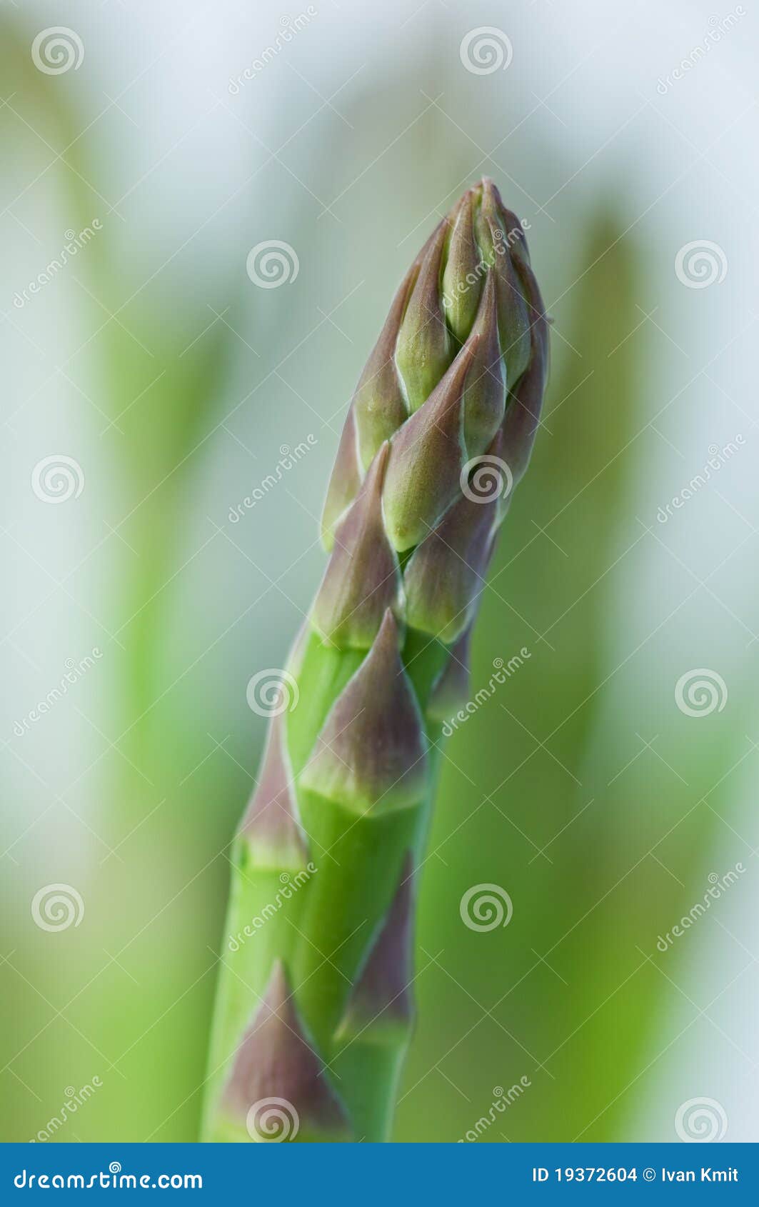 179 Single Asparagus Stalk Stock Photos - Free & Royalty-Free Stock ...