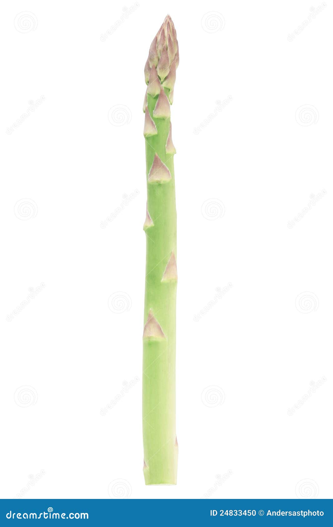 Asparagus stock photo. Image of spear, healthy, background - 24833450