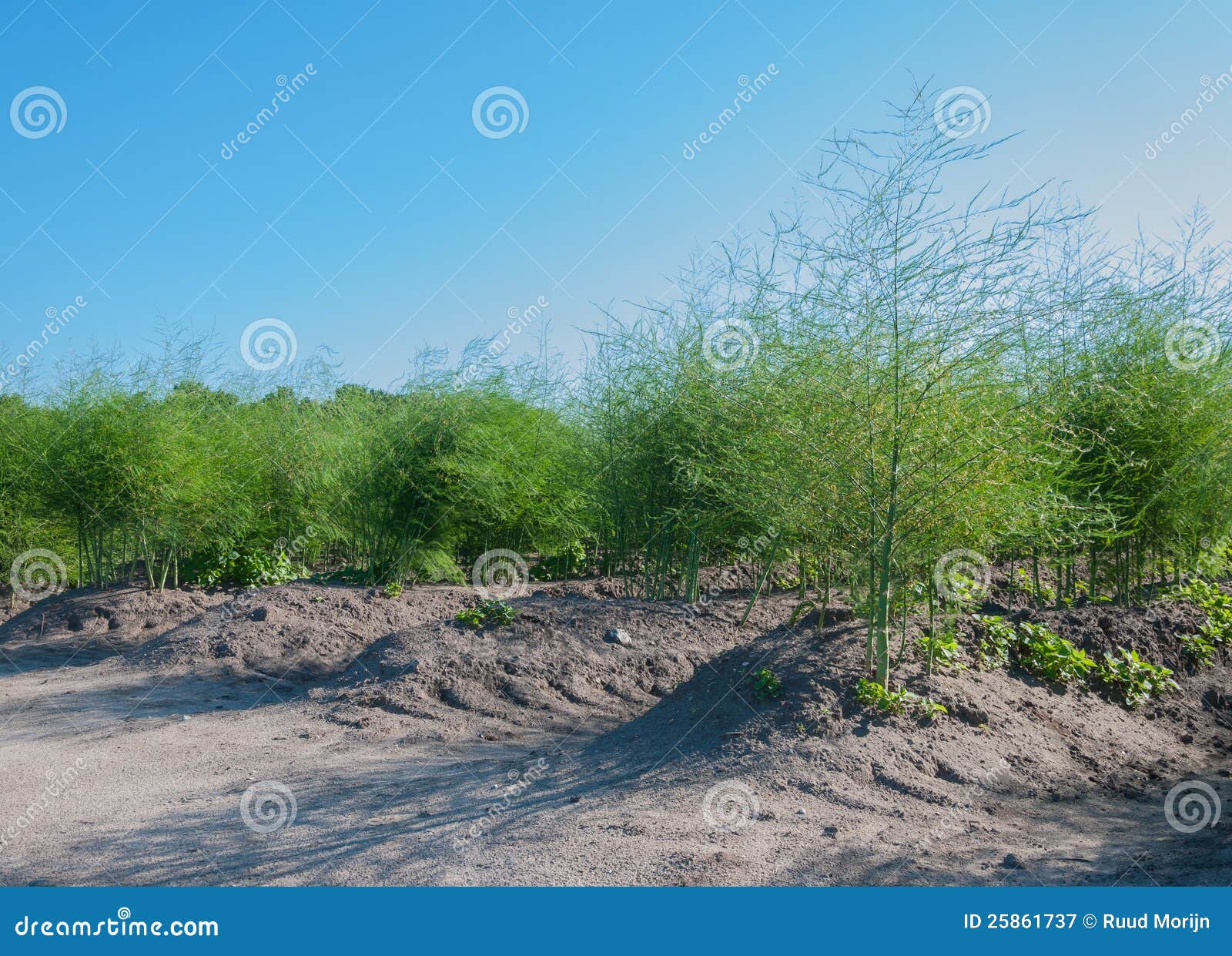 Asparagus Beds after the Harvest Stock Image - Image of flora ...