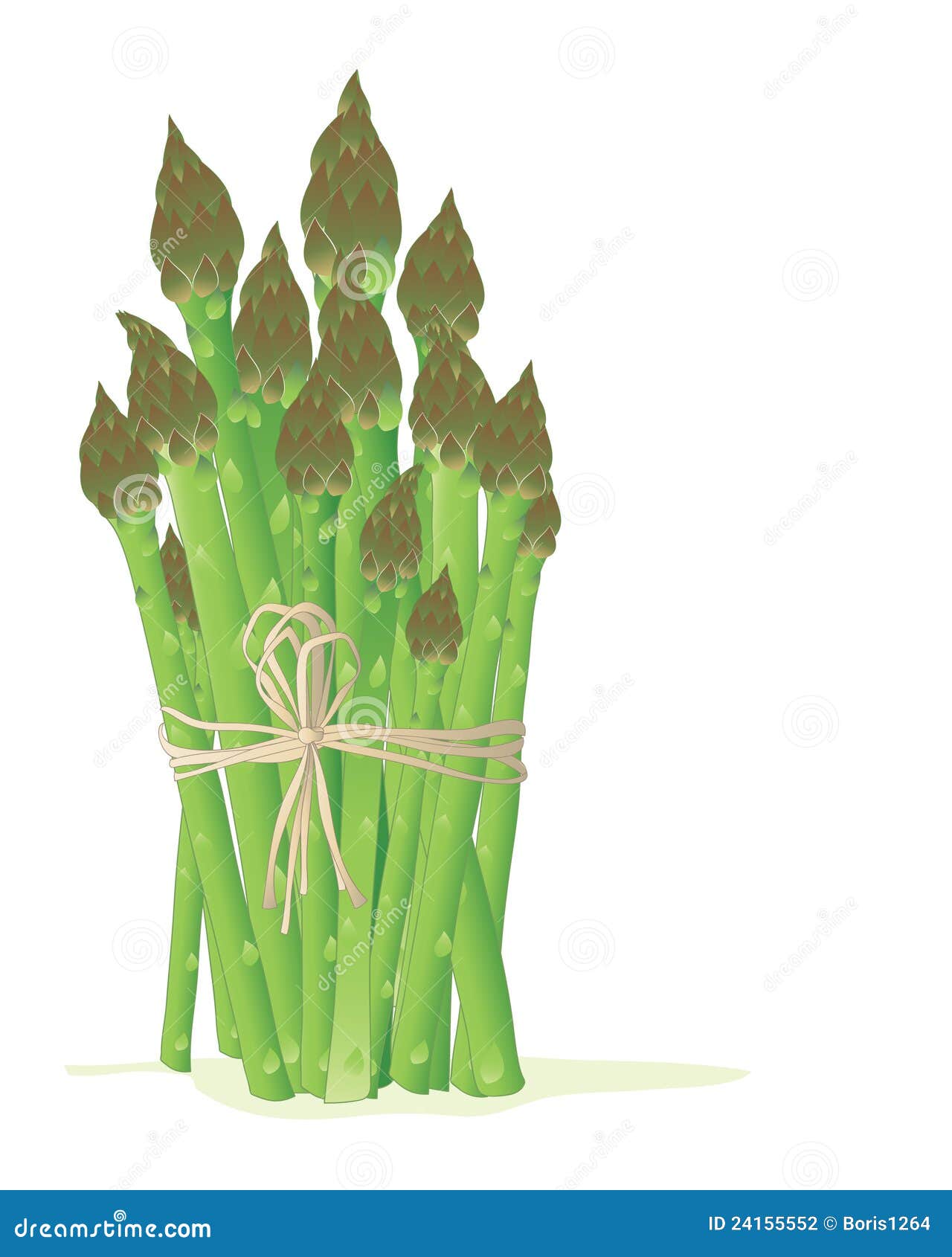 Asparagus bundle stock vector. Illustration of healthy - 24155552