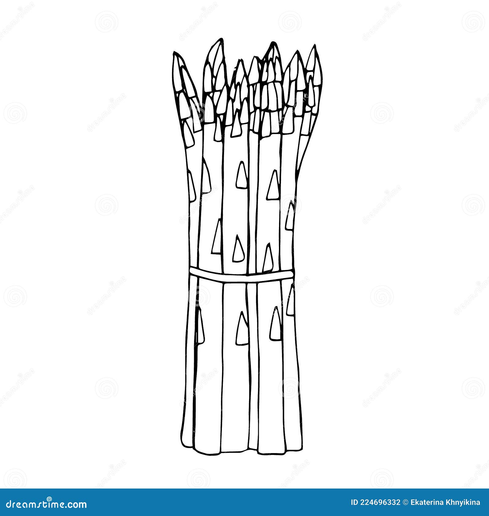 Asparagus Bundle, Vector Illustration, Hand Drawing Doodle Stock Vector ...