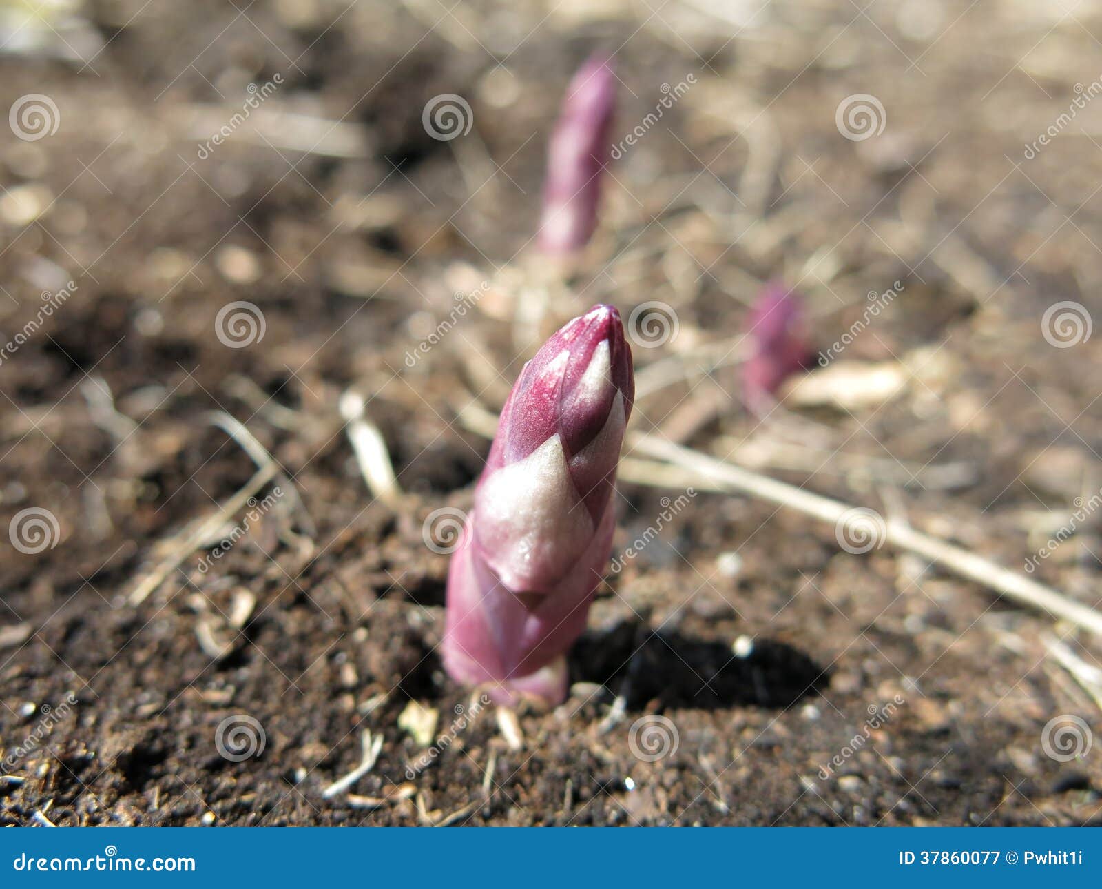 Asparagus Emerging in Spring Stock Image - Image of greenhouse ...