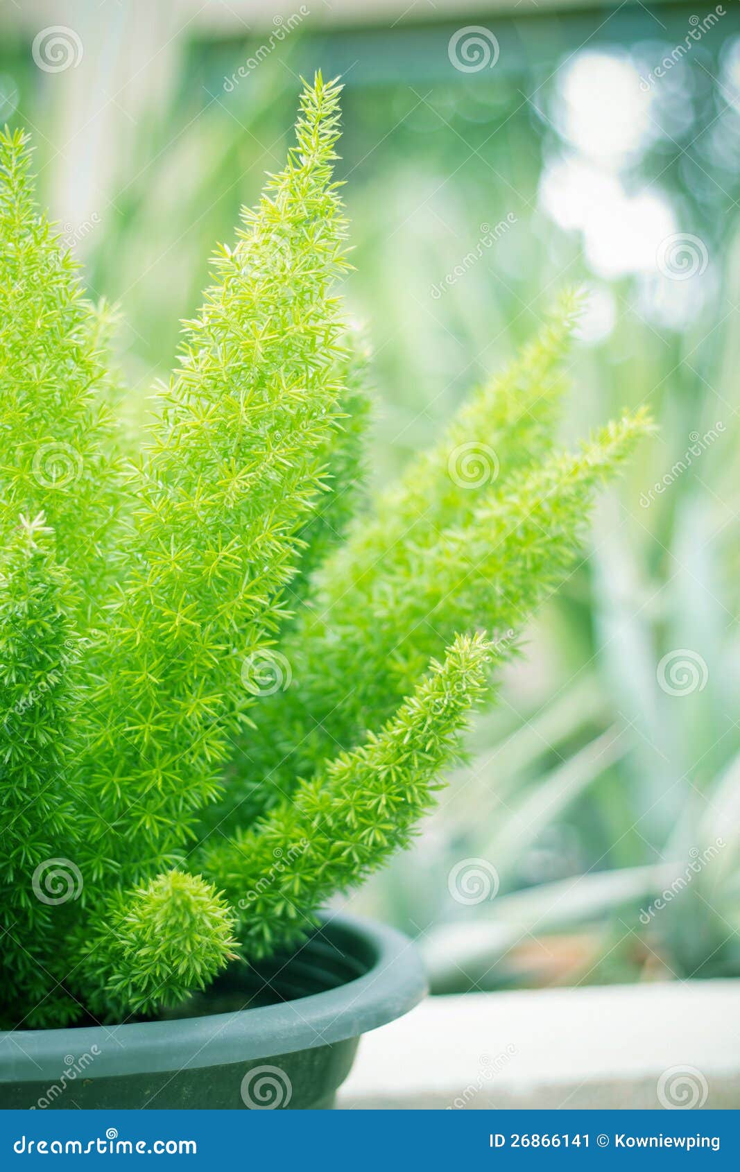 Asparagus Fern stock image. Image of nature, wildlife - 26866141
