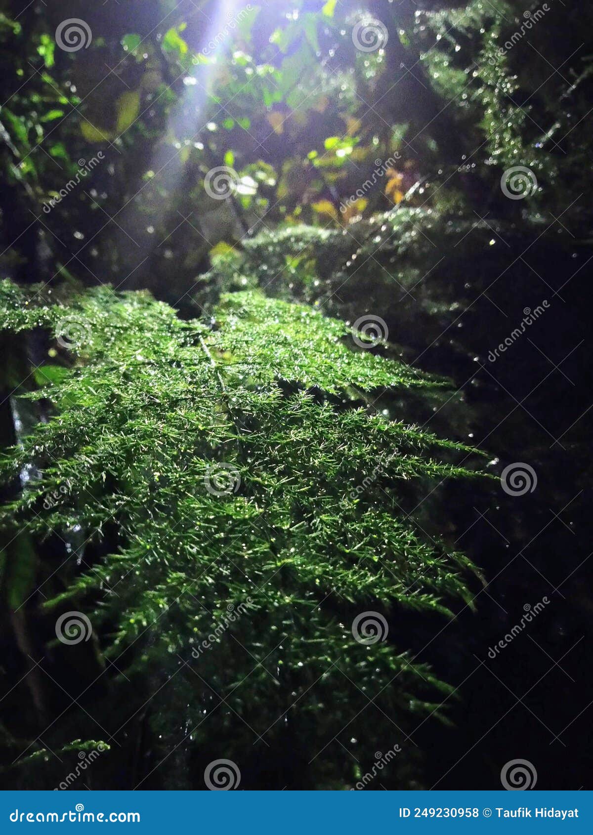 Asparagus Fern di halaman stock photo. Image of shrub - 249230958