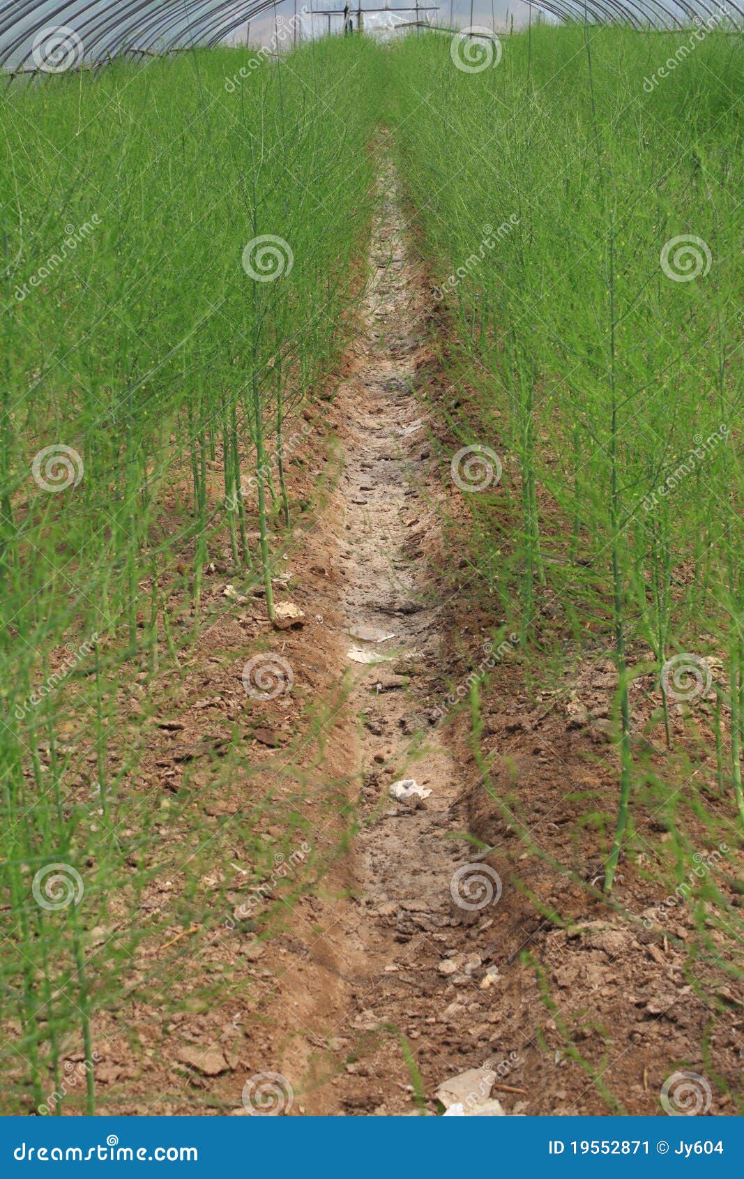 Asparagus field stock image. Image of rural, seed, landscape - 19552871