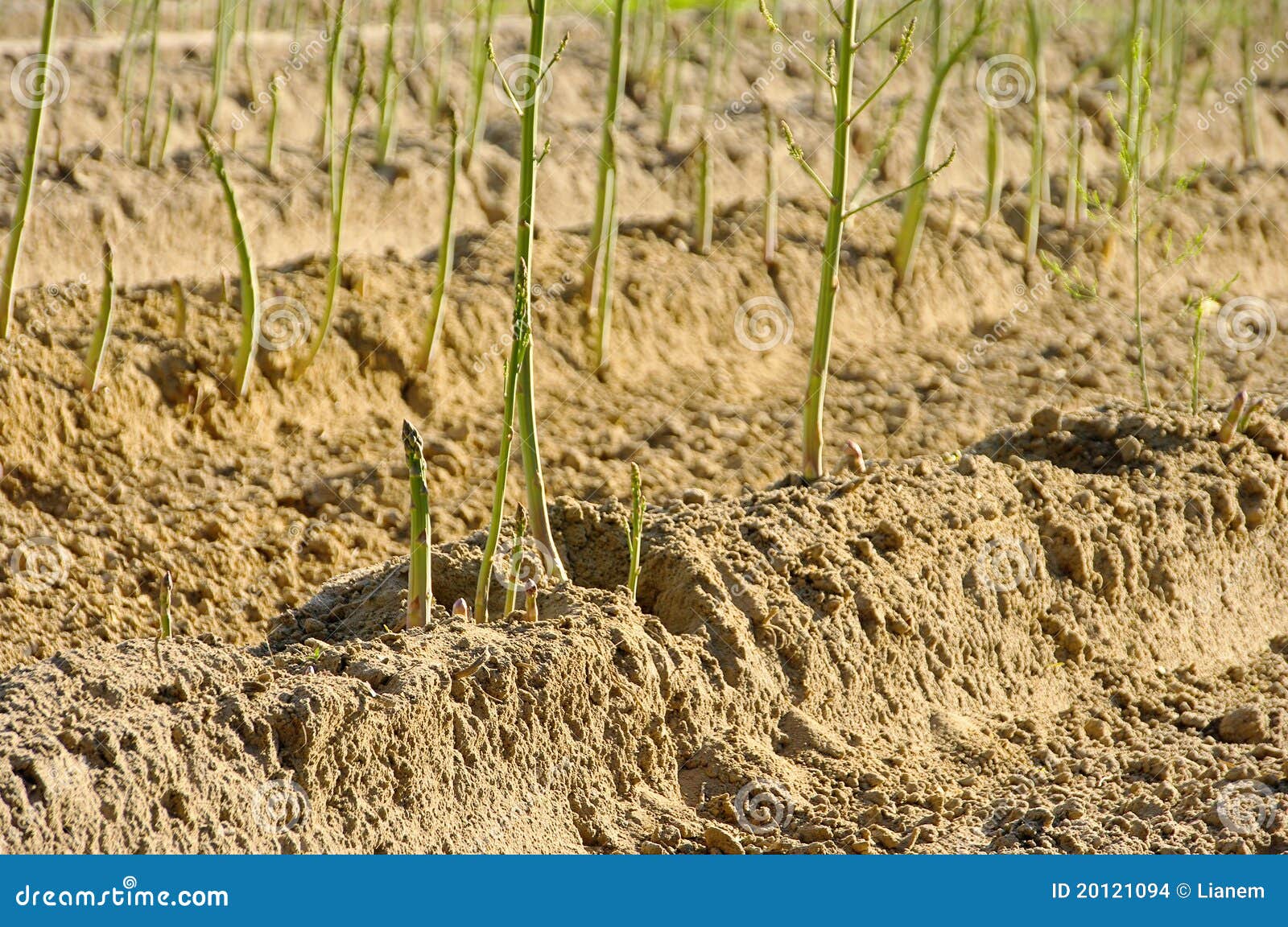 Asparagus field stock photo. Image of asparagaceae, food - 20121094