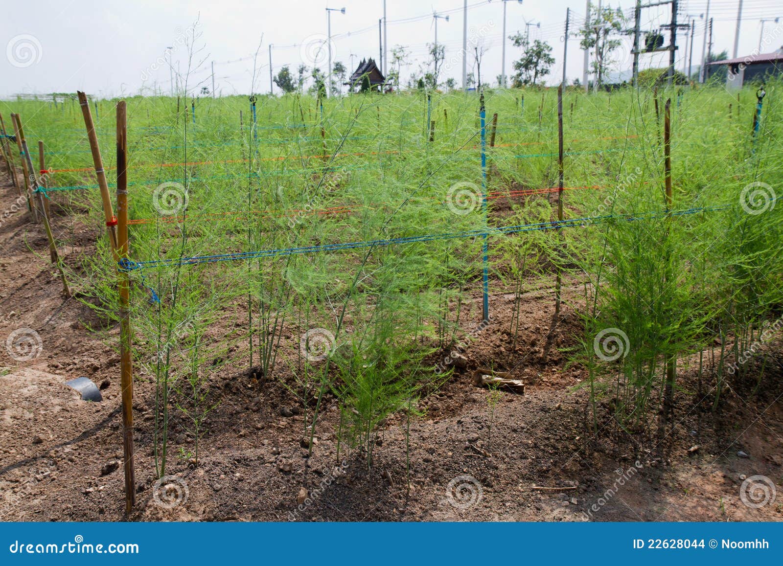 Asparagus field stock photo. Image of leaf, land, food - 22628044