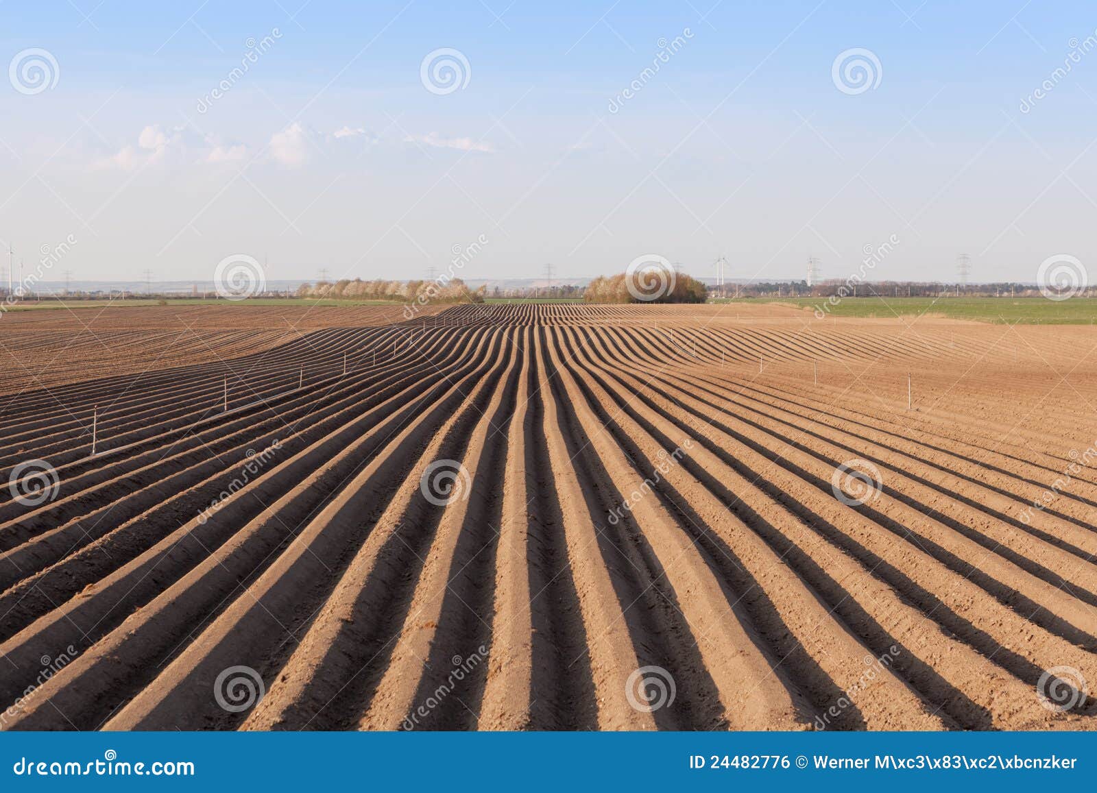 Asparagus field stock photo. Image of asparagus, farming - 24482776