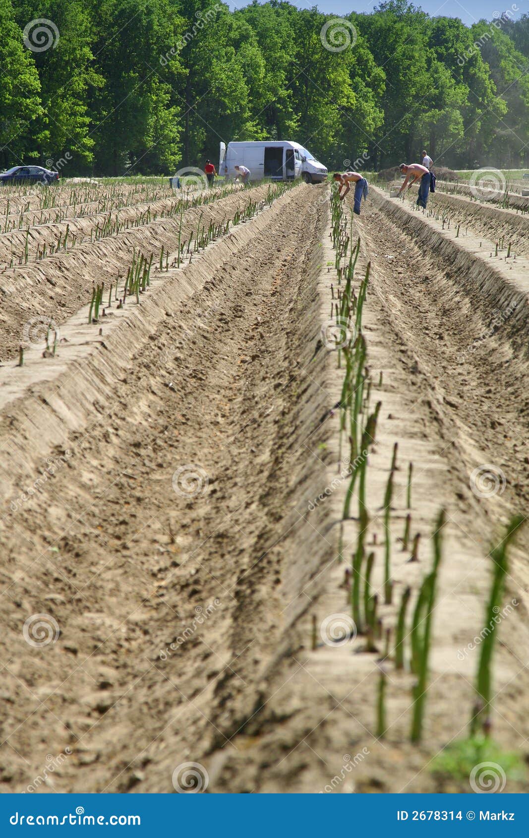 Asparagus field stock photo. Image of land, asparagus - 2678314