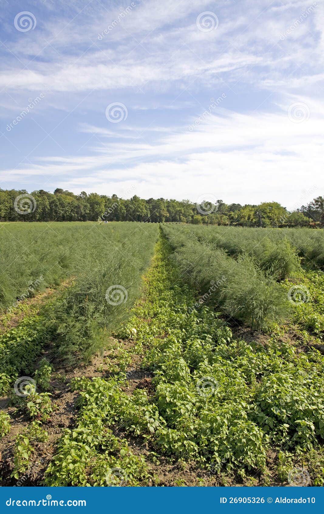 Asparagus field stock photo. Image of landscape, scene - 26905326