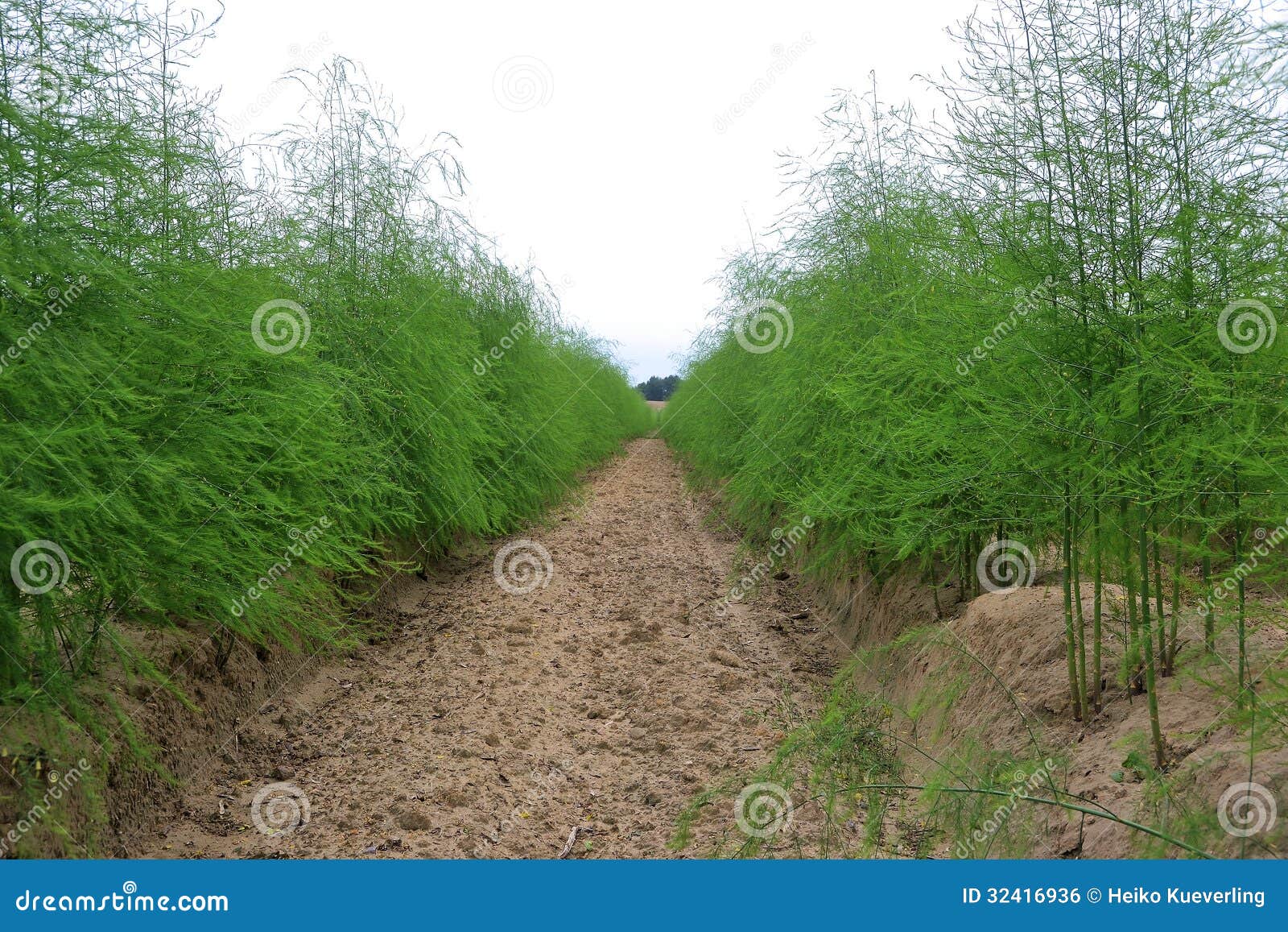 Asparagus on a field stock photo. Image of plant, green - 32416936