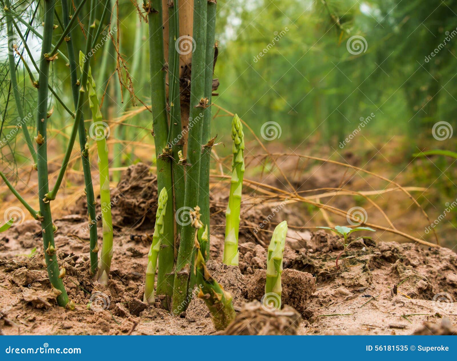 Asparagus in the field stock image. Image of nature, growth - 56181535