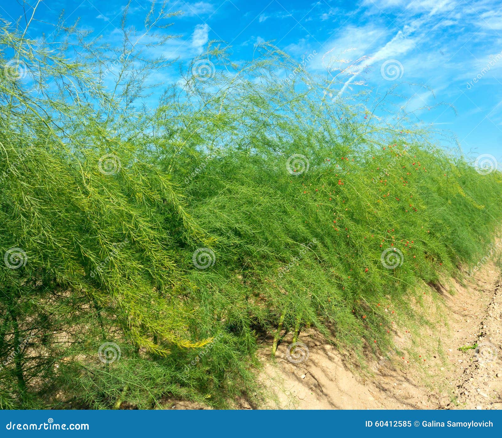 Asparagus field stock image. Image of farming, farm, field - 60412585