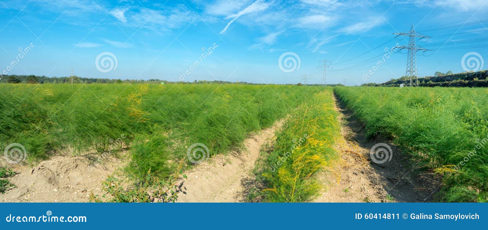 Asparagus fields. stock image. Image of land, asparagus - 60414811