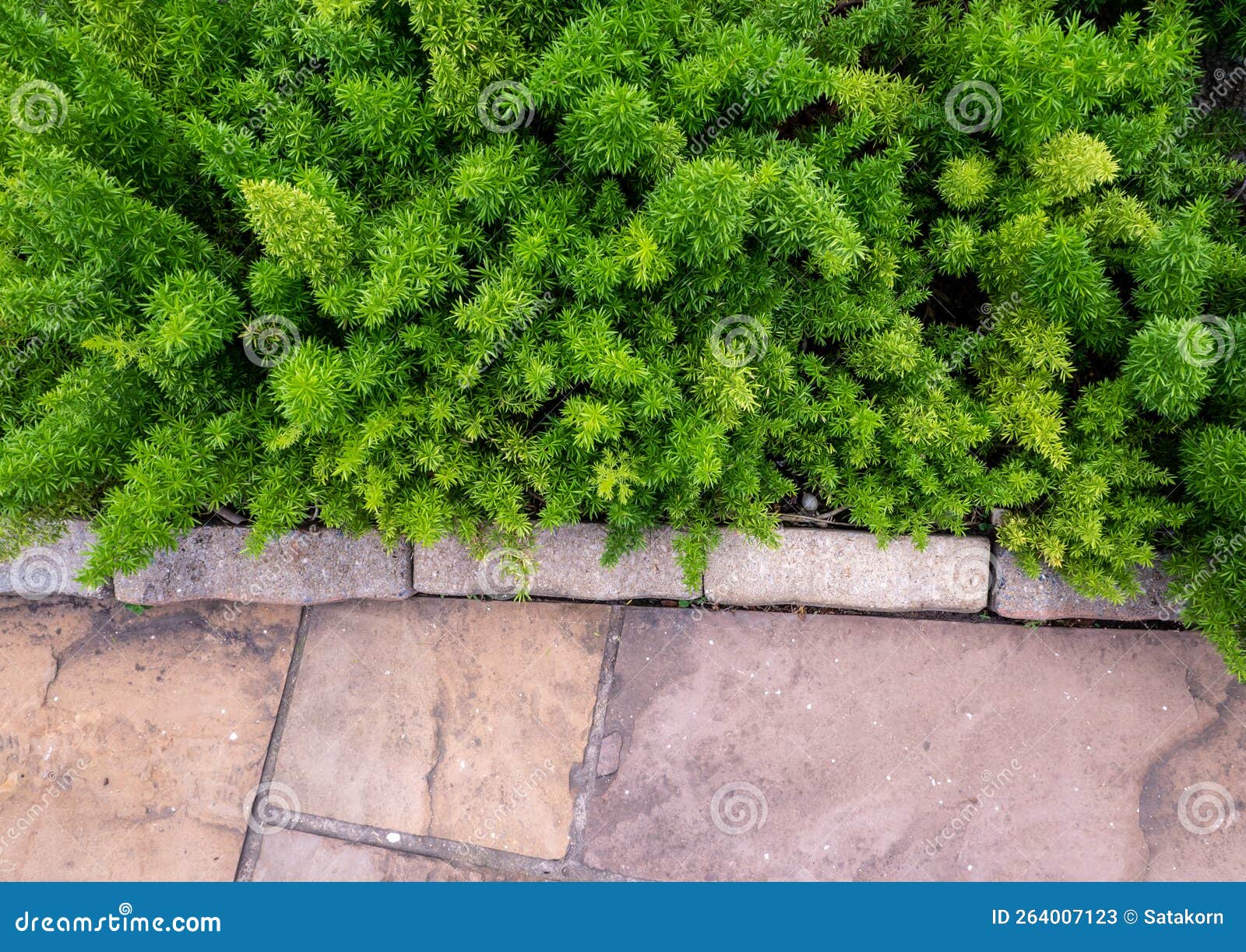 Asparagus Foxtail Fern Field beside the Walkway Stock Image - Image of ...
