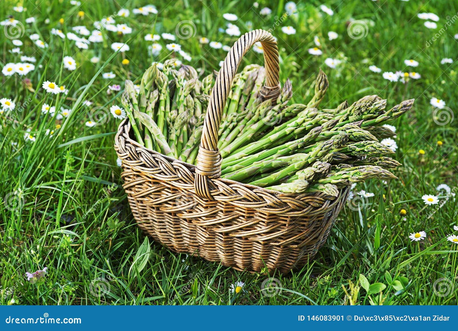 Picked Fresh Asparagus in the Garden Stock Image - Image of closeup ...