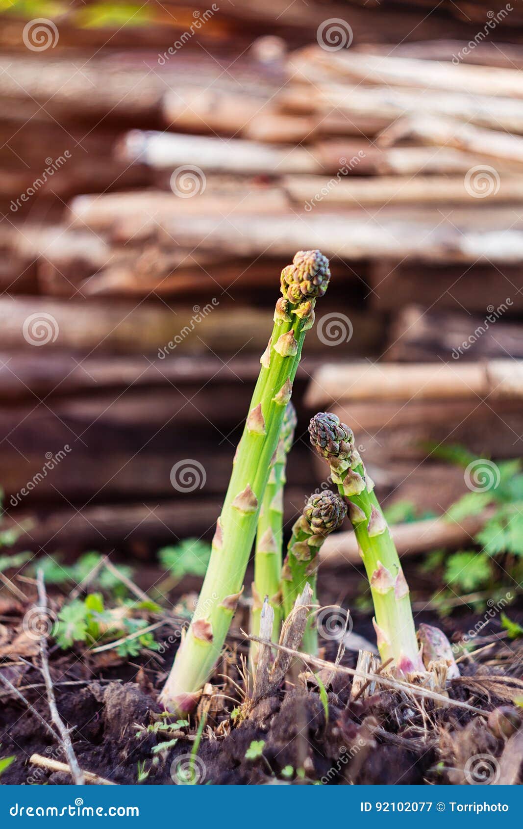 Asparagus Garden Stock Photos - Download 6,866 Royalty Free Photos