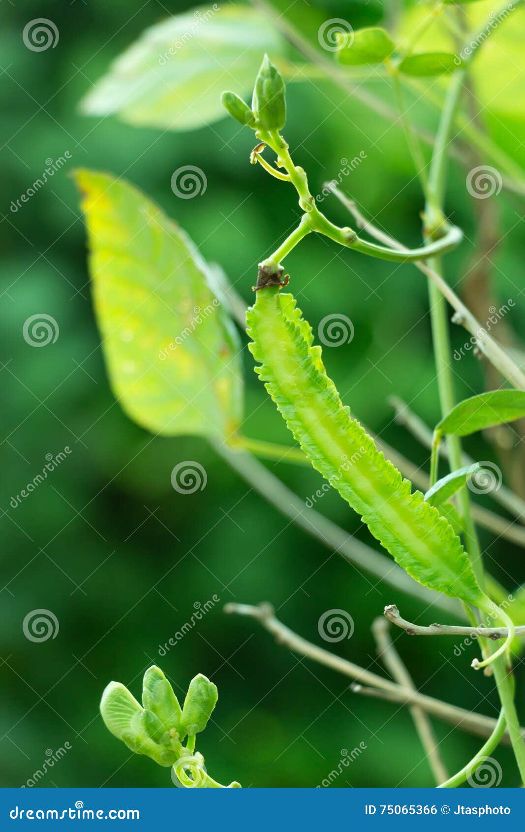 Asparagus pea stock photo. Image of asparagus, organic - 75065366