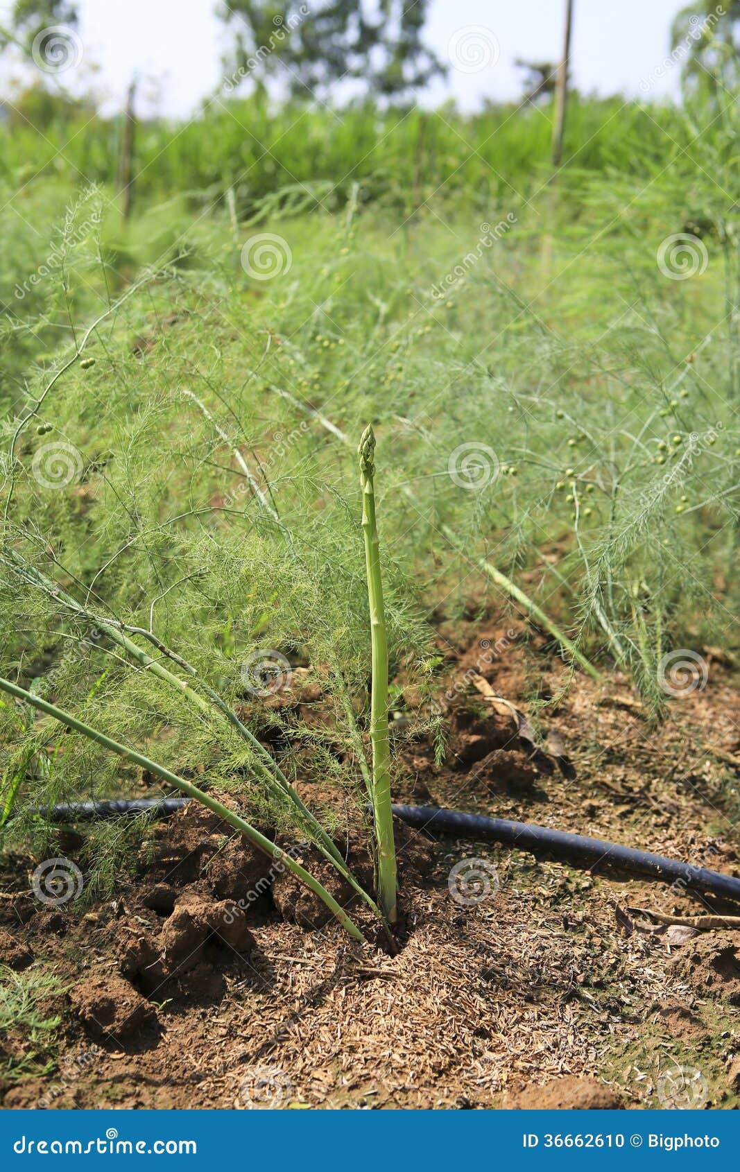 Asparagus Plants Growing in a Field Stock Photo - Image of crop ...