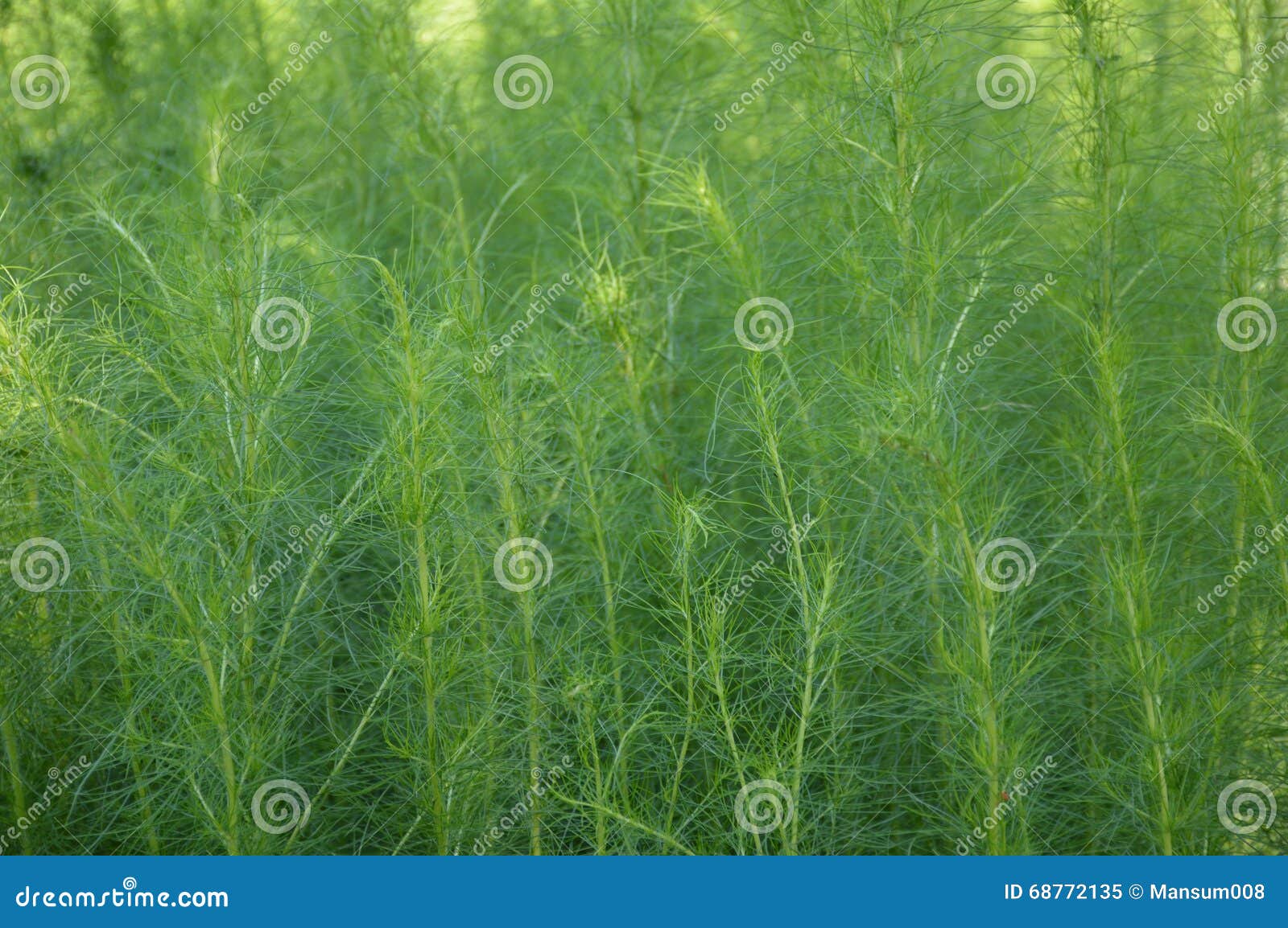 Asparagus racemosus plants stock image. Image of fresh - 68772135